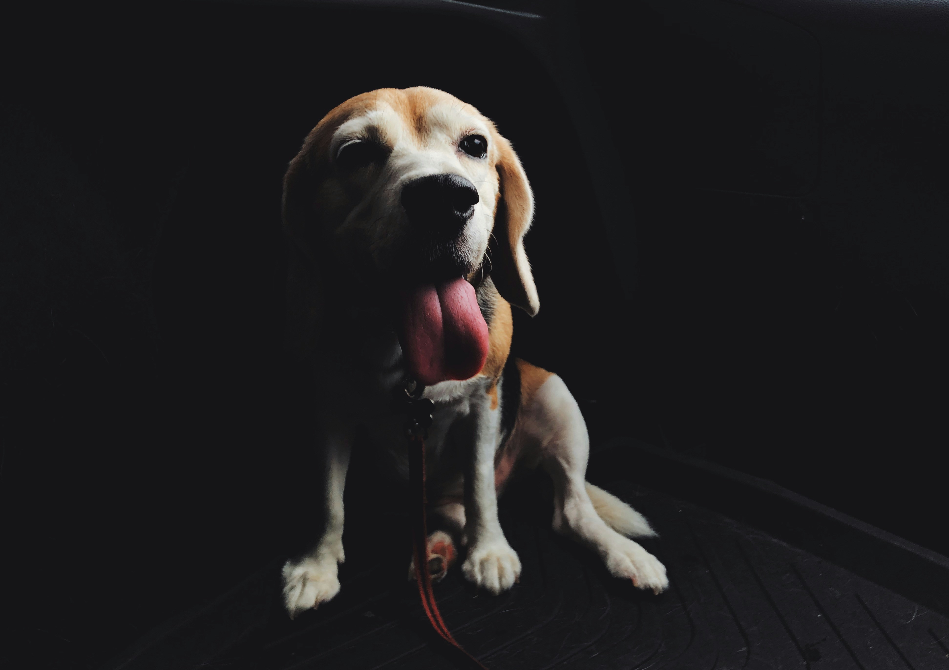 Beagle in the Spotlight: a Warm Face in a Dark Car Interior