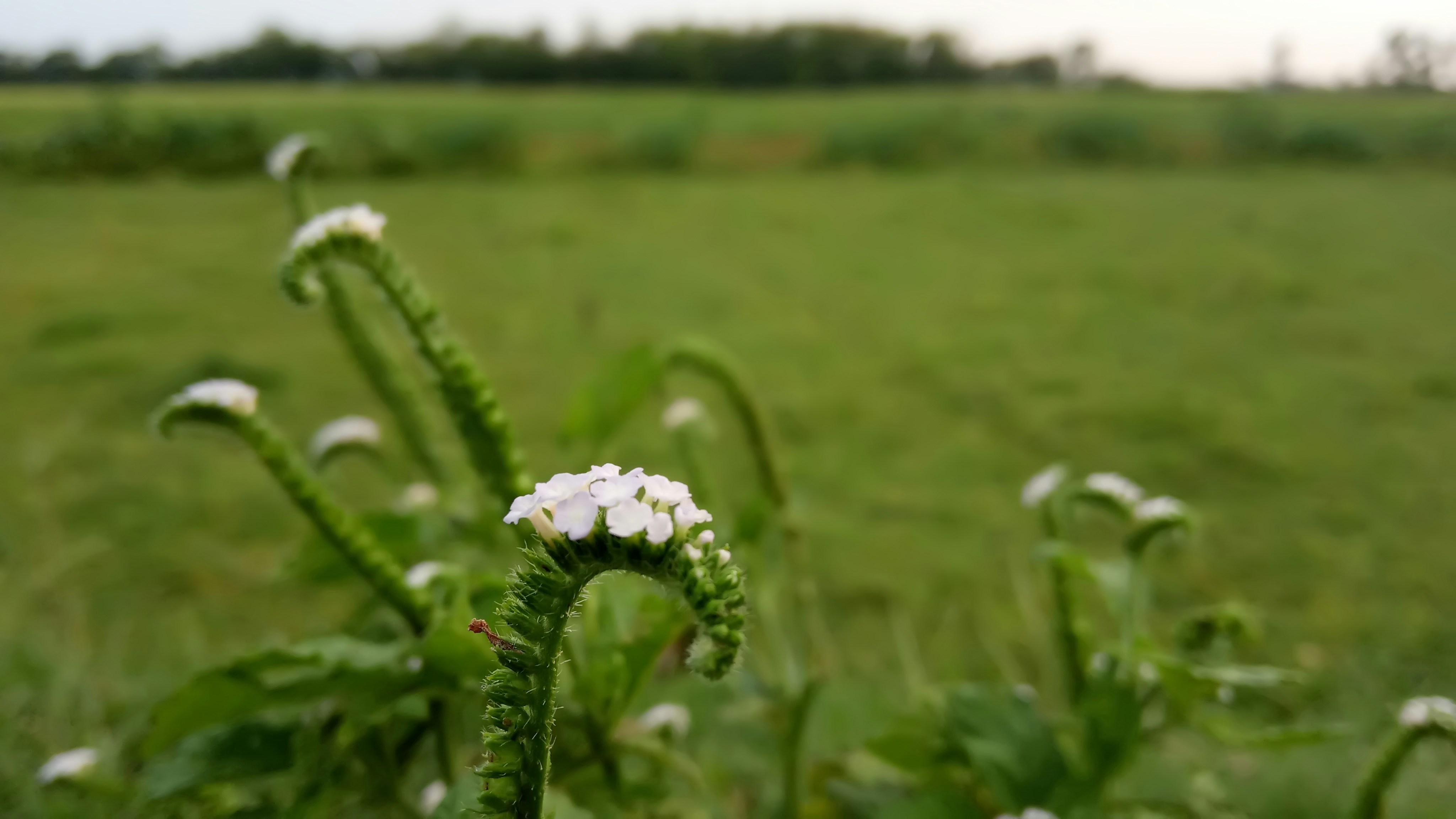 Delicate white flowers atop spiraled green stems in a lush meadow, with a blurred background of rolling fields.