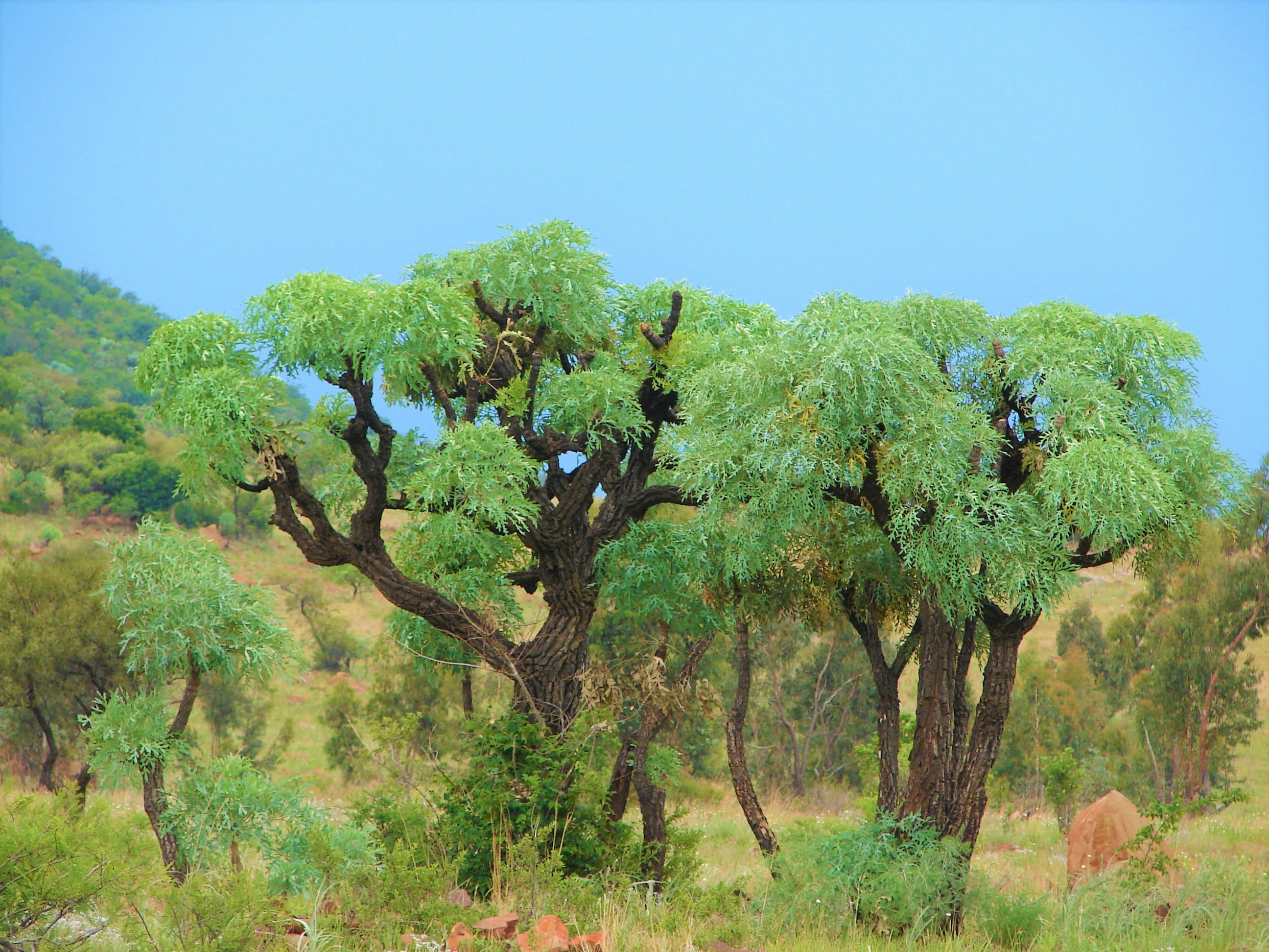 Green Canopy at the Hillside Oasis
