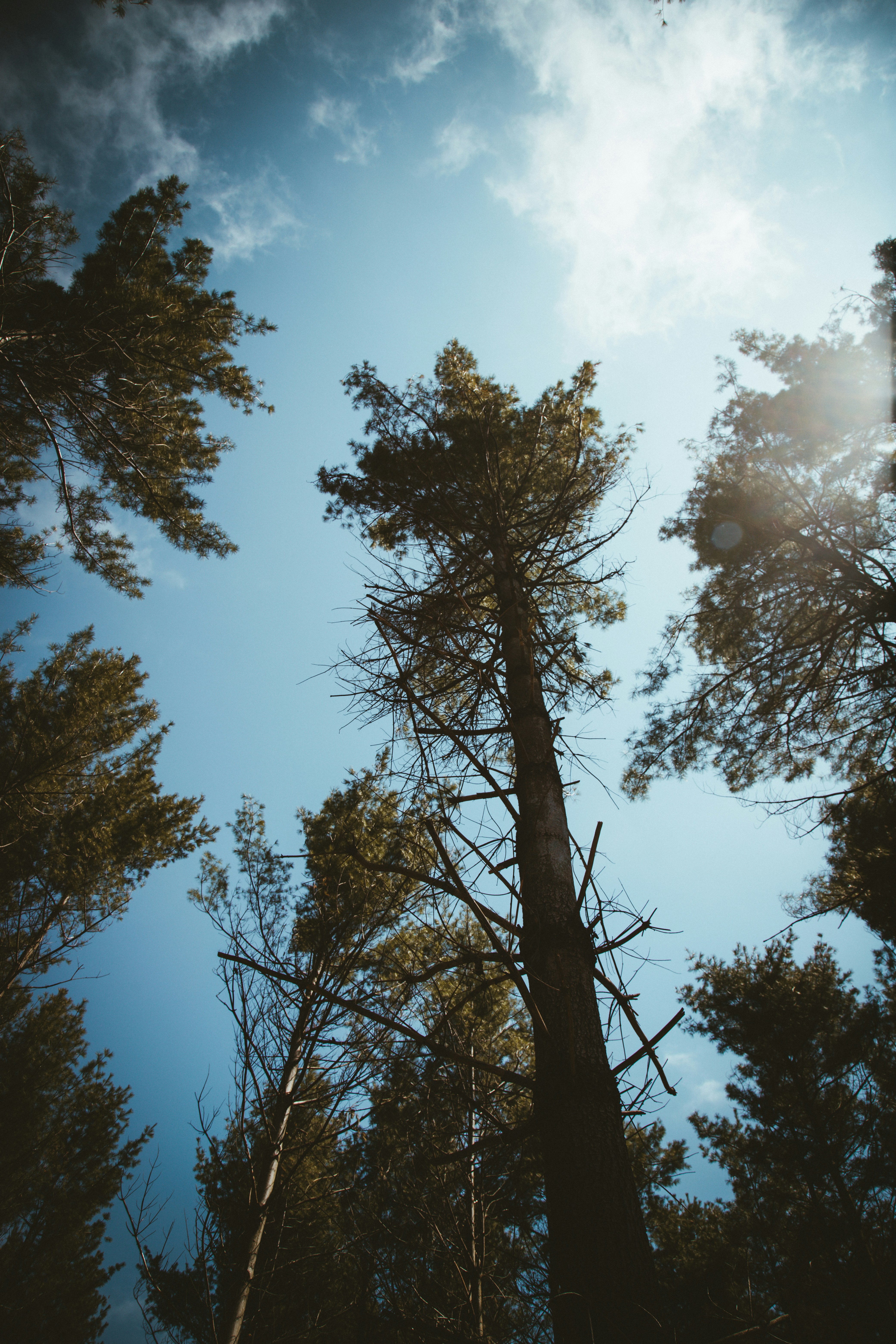 Tall Tree Pictures | Download Free Images on Unsplash