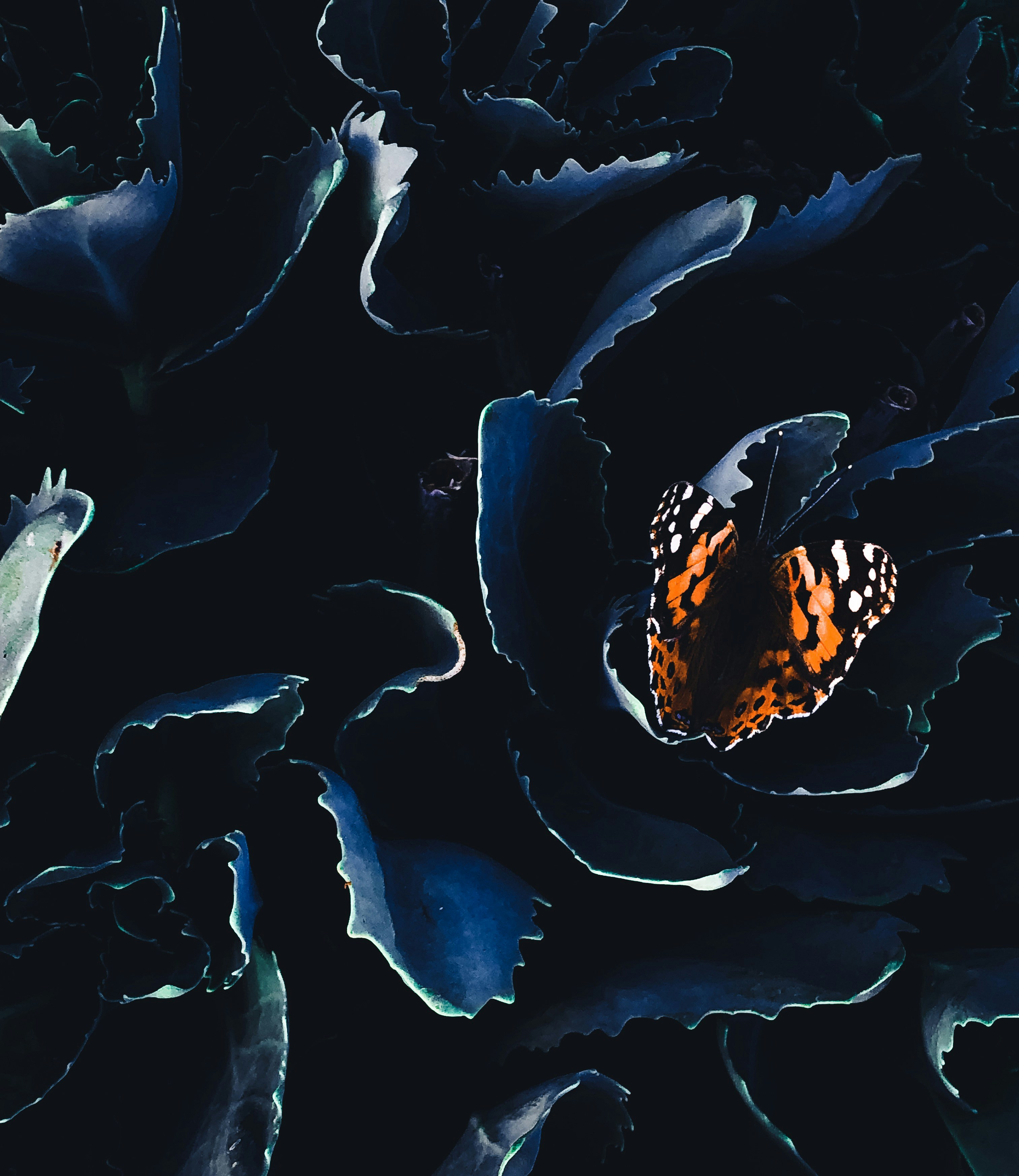 Silent Wing in Night-Blue Leaves