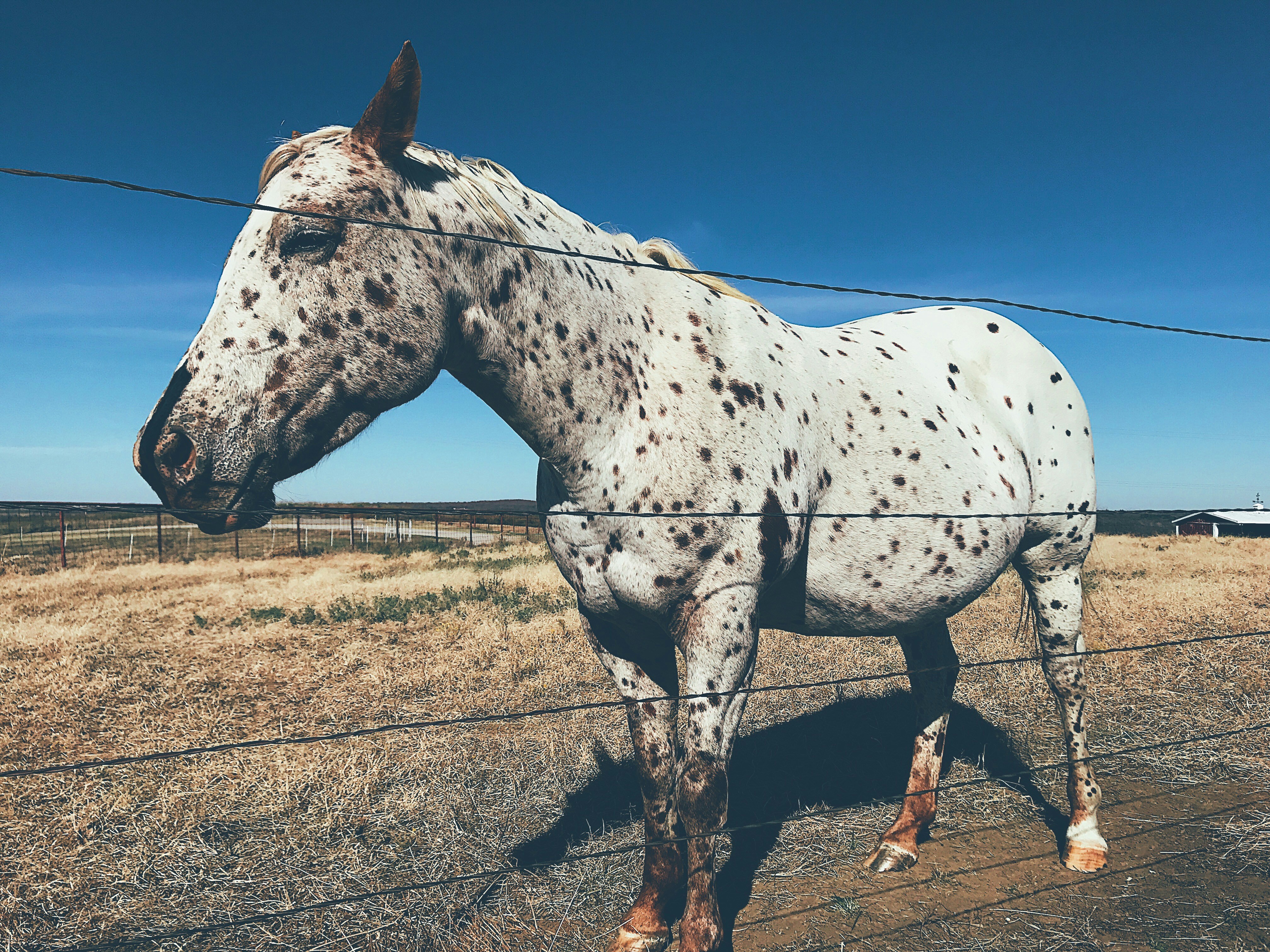 Spotted Stallion Behind Barbed Wire: A Quiet Prairie Portrait