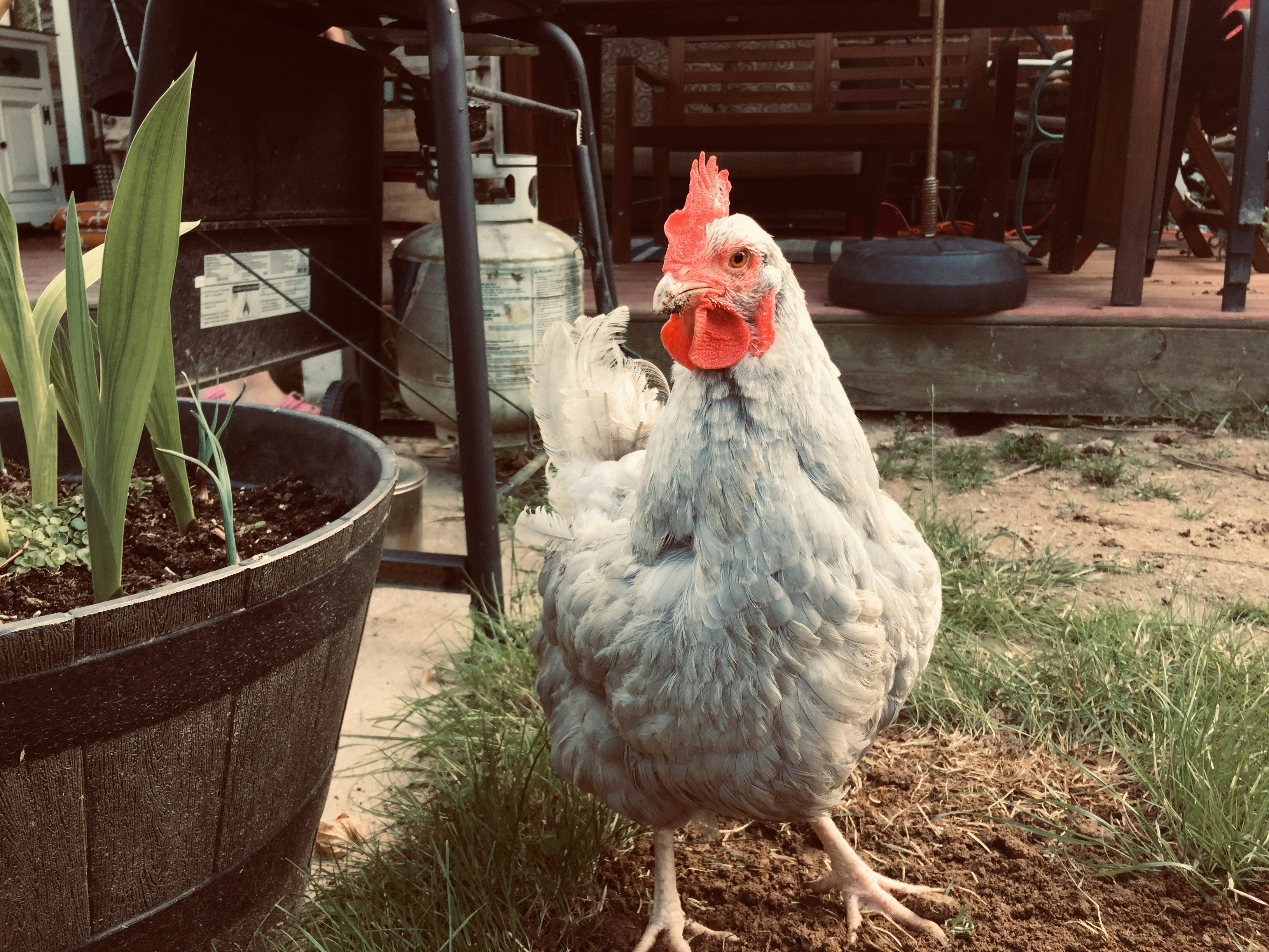 Blue-Gray Hen in a Sunlit Backyard Nook