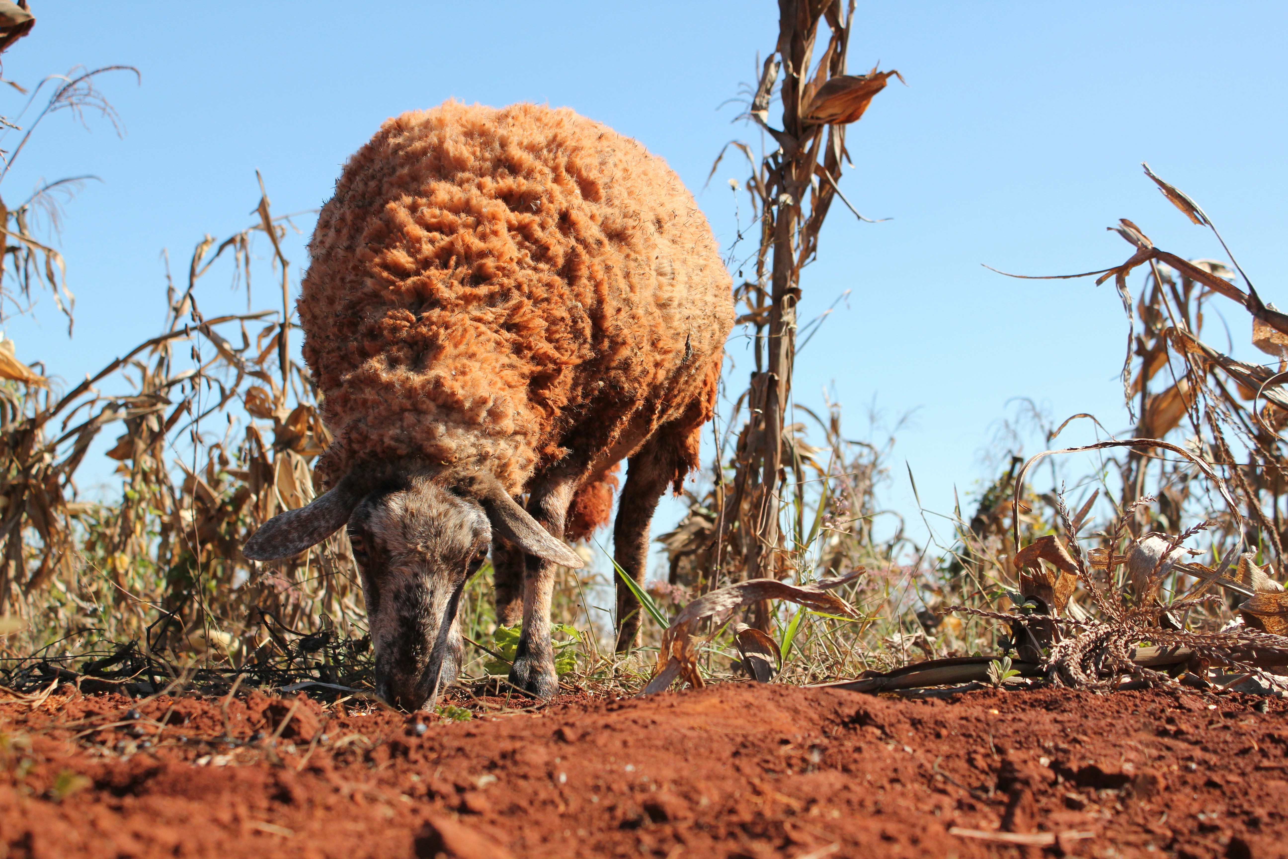 Sheep munching on dry grass in a sunlit rural landscape.