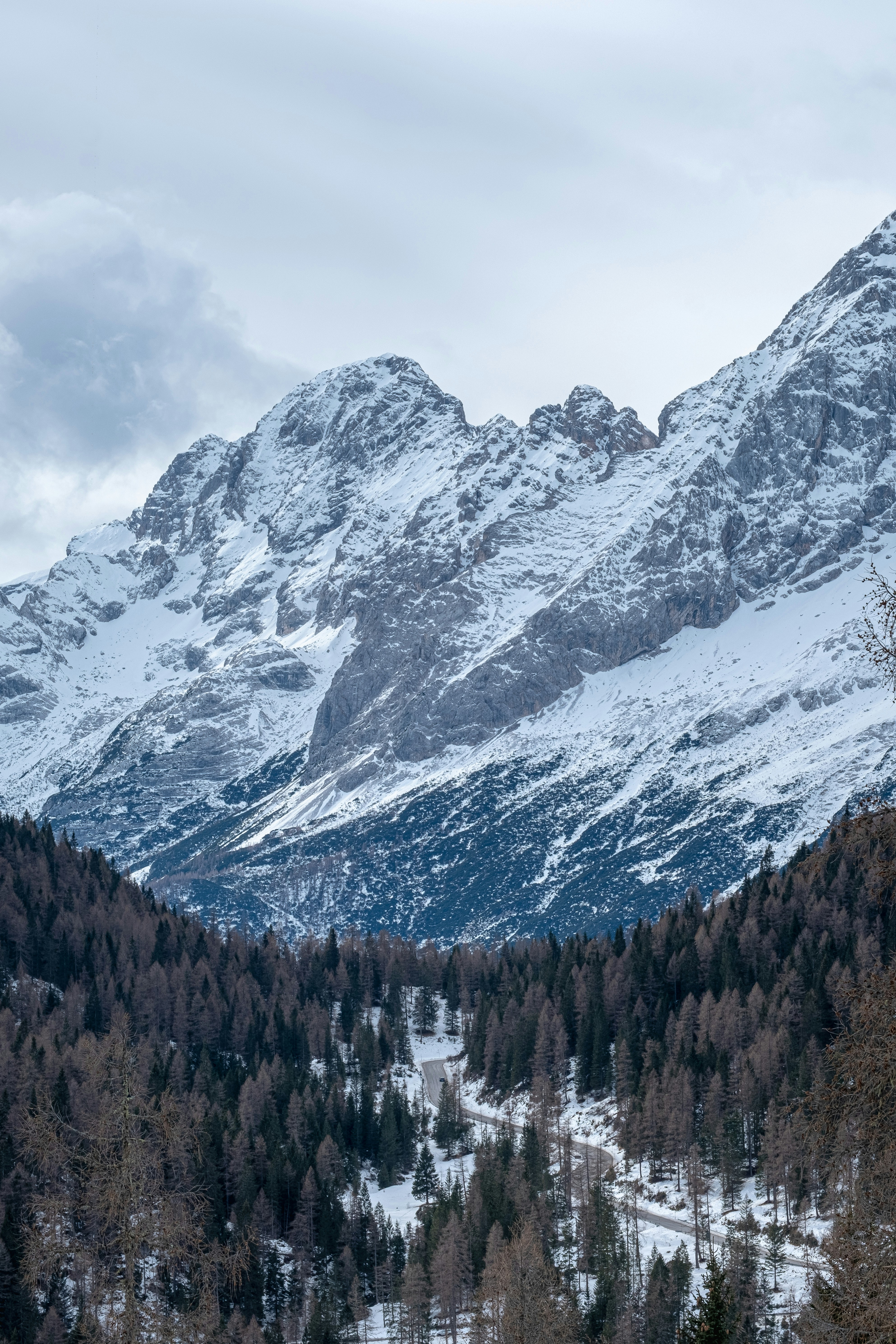 Définition de cime | Dictionnaire français