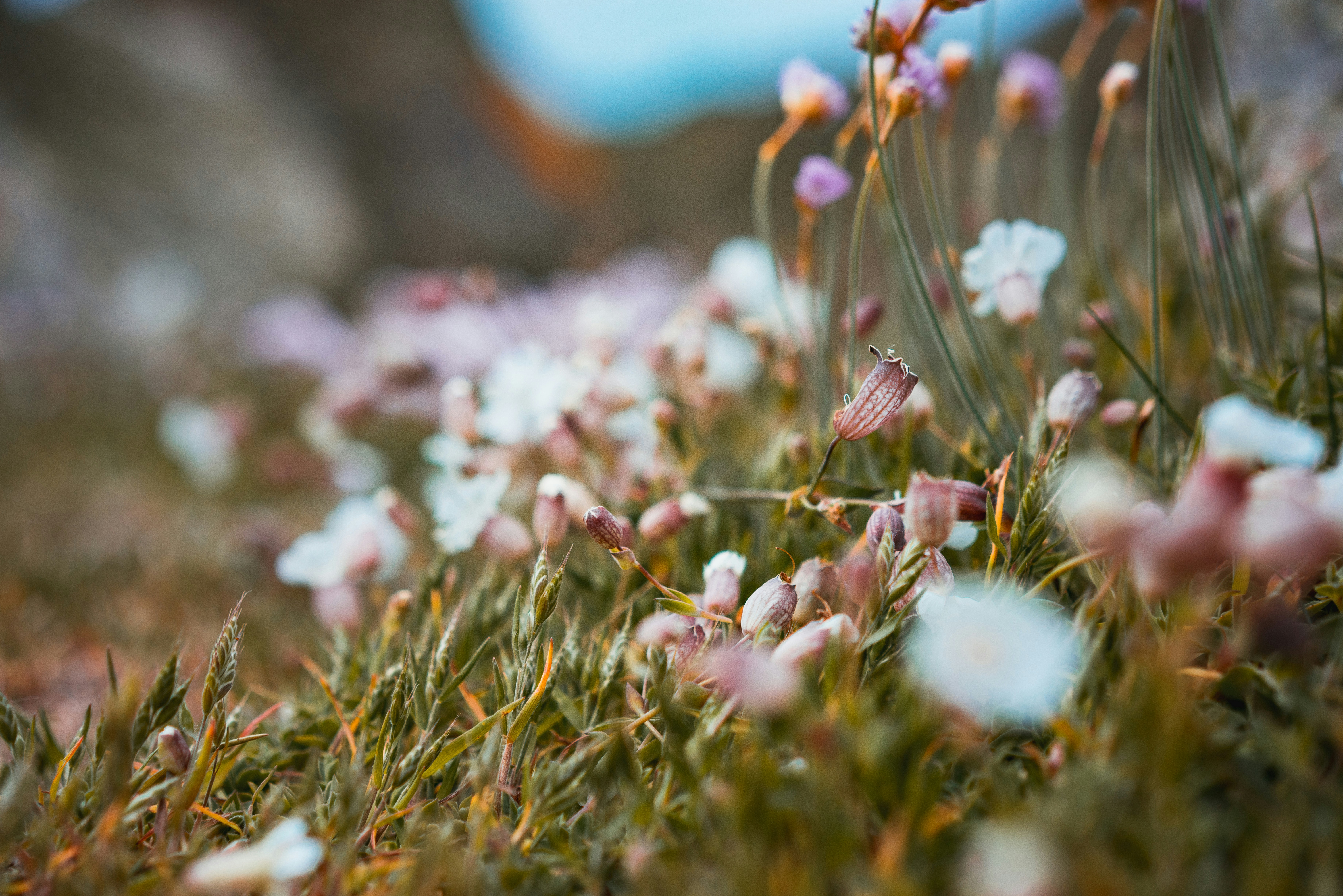 Pastel Micro-Meadow: Close-Up of Dewy Wildflowers