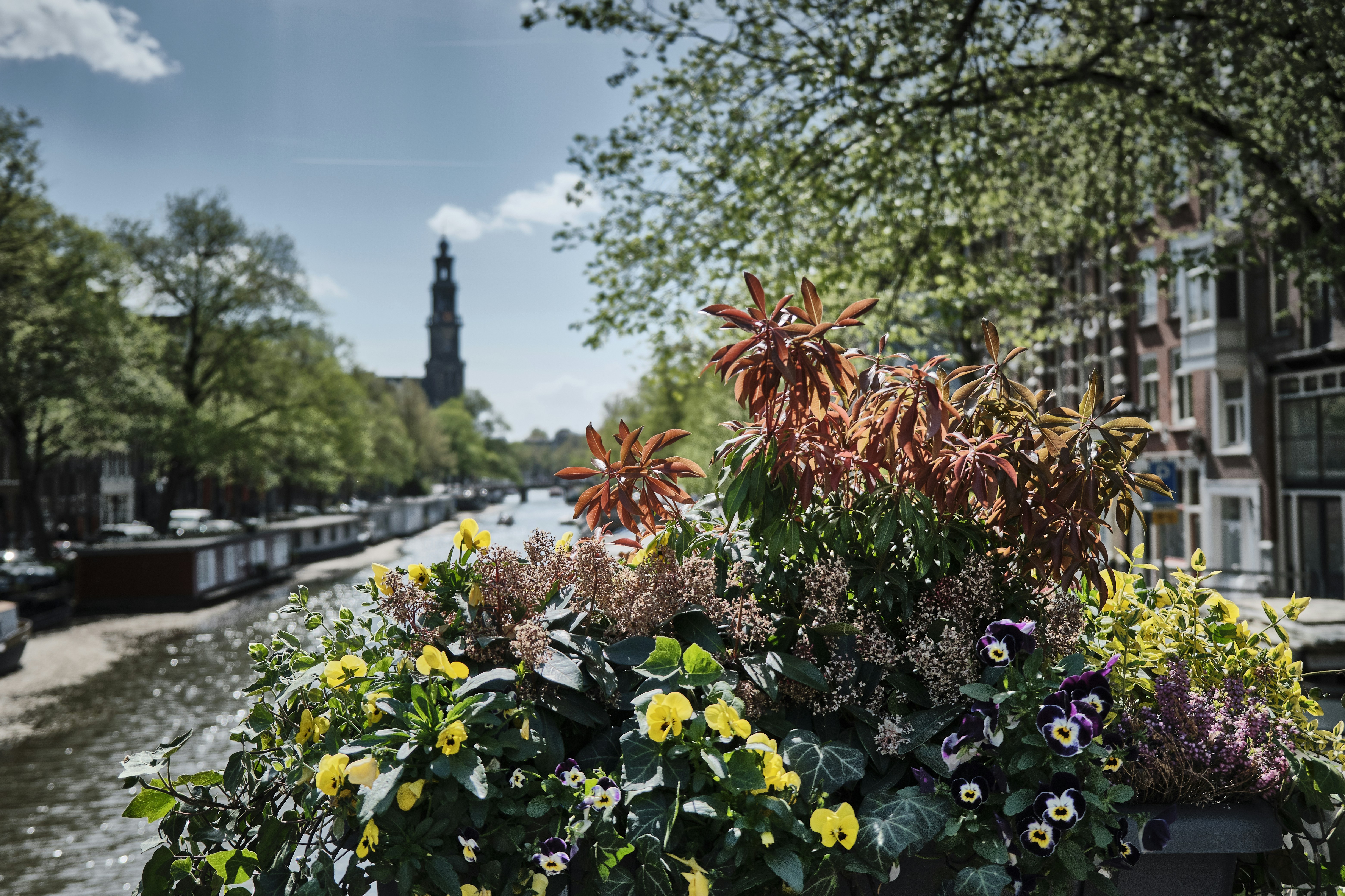 Vibrant flowers in a planter overlooking a tranquil canal with a historic tower in the distance.