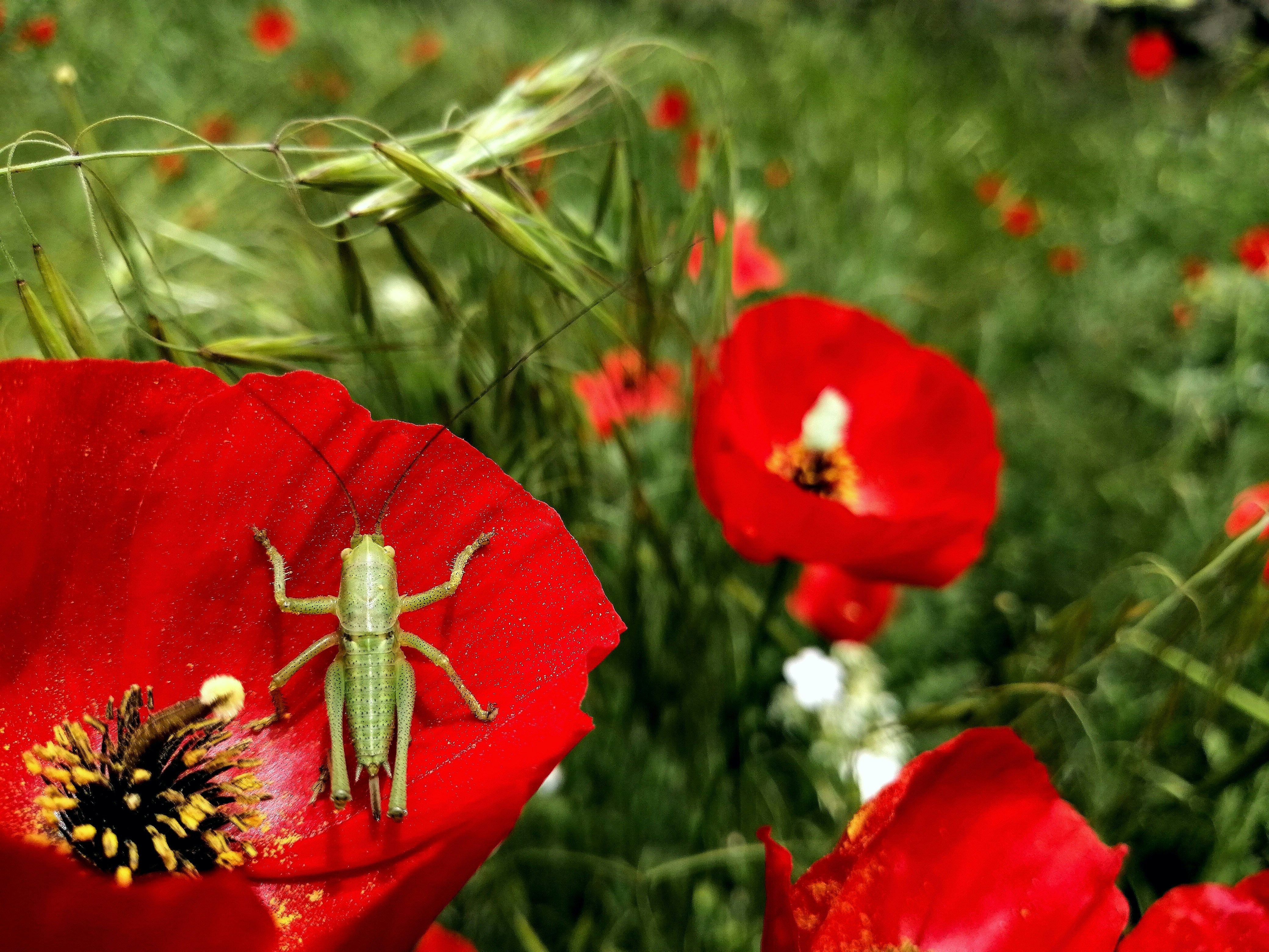 Close-up of a pale-green grasshopper perched on a large red poppy among a field of red petals and green foliage.