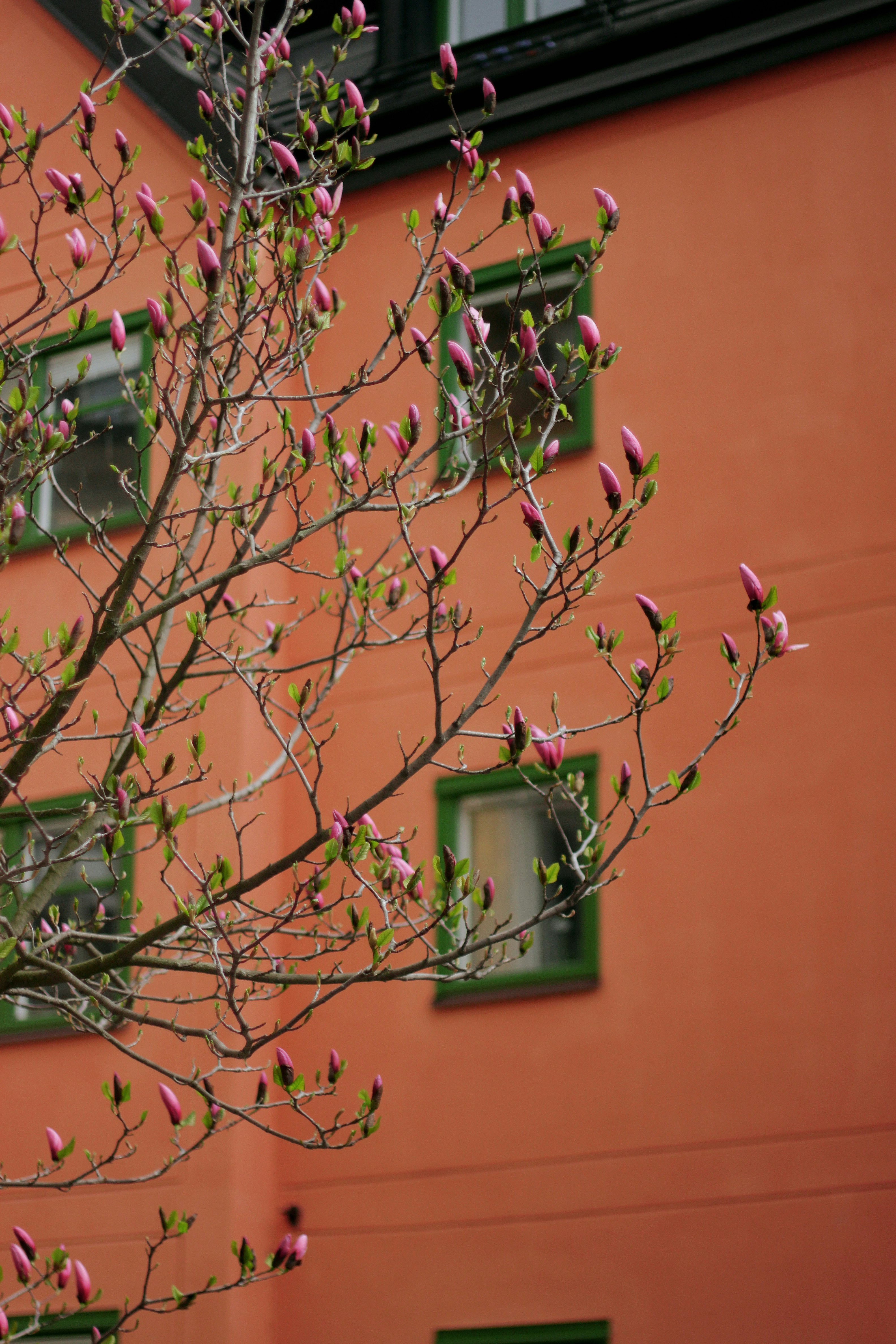 Blossoms in Front of a Terracotta Facade