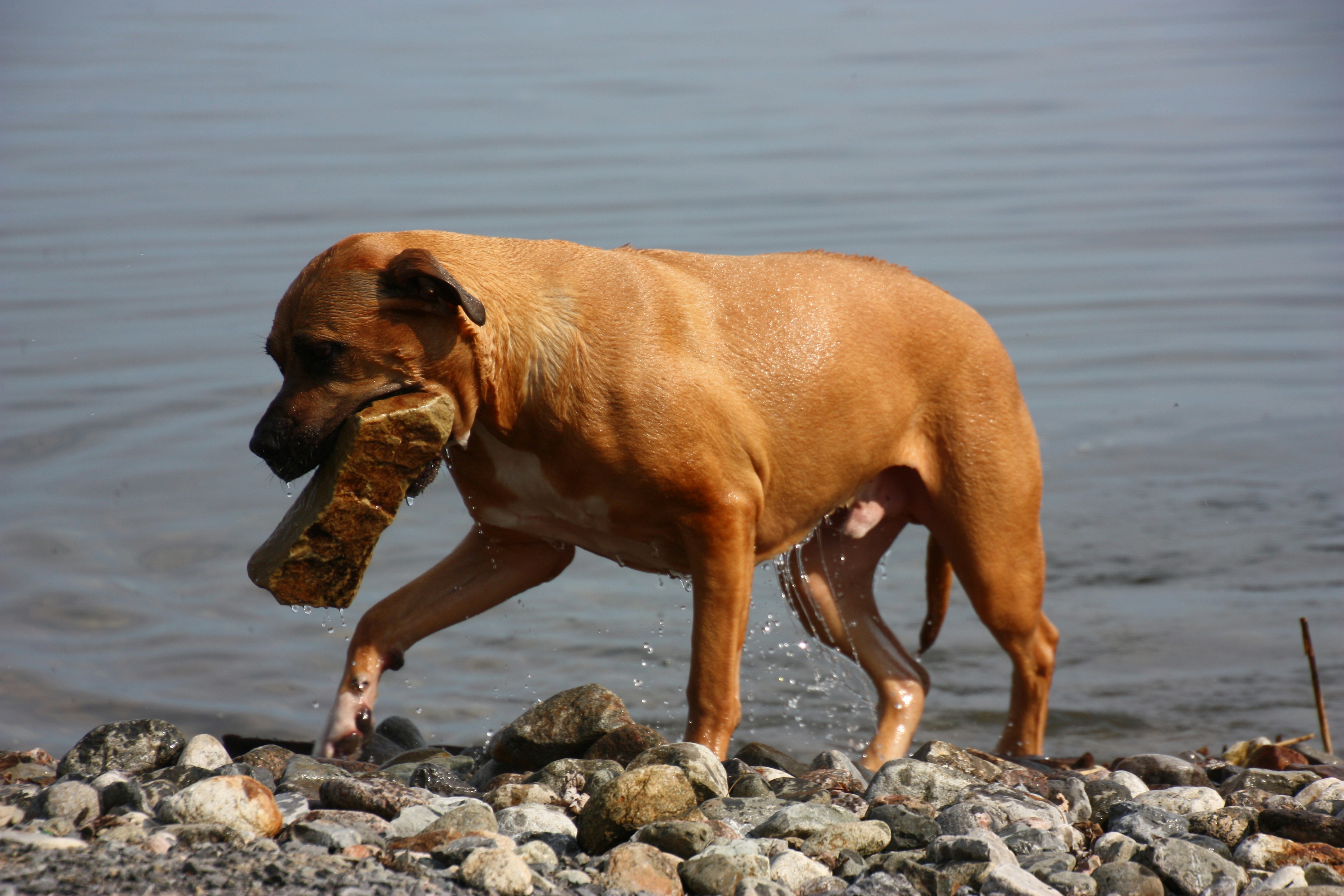 Brown short-coated dog biting rock photo – Free Dog Image on Unsplash