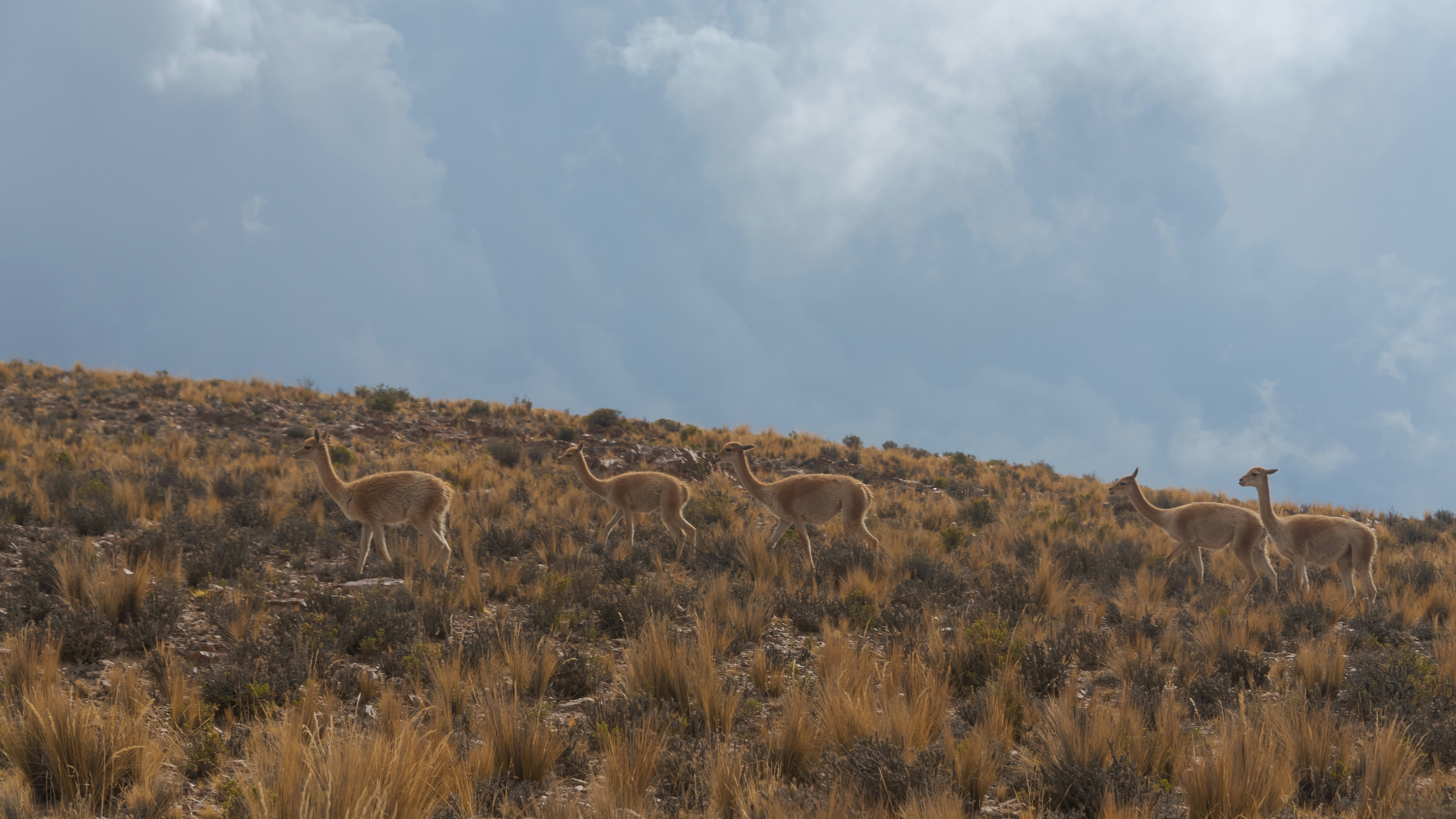 Group of guanacos grazing on a hillside under a dramatic sky, showcasing their natural habitat and behavior.