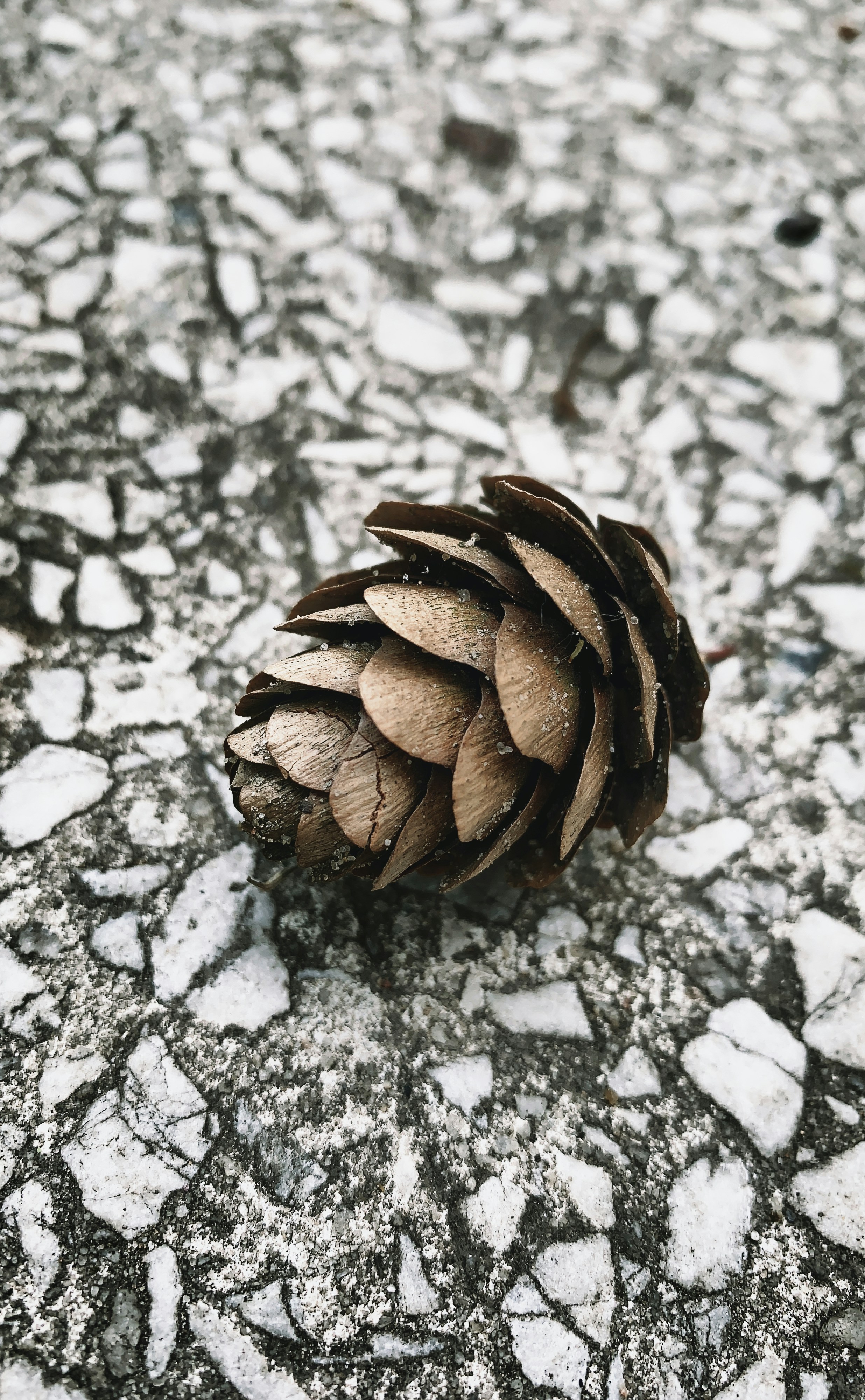 A detailed pinecone resting on a textured stone surface, showcasing its natural patterns and earthy tones.