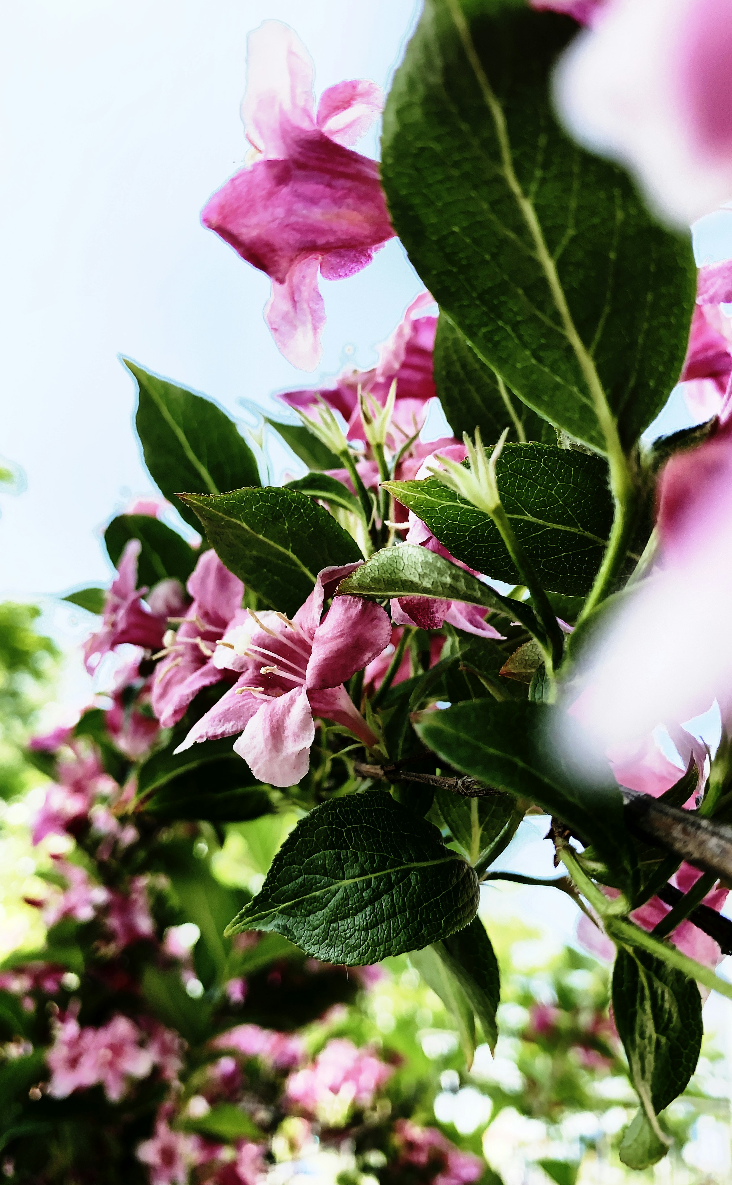 Delicate pink blossoms intertwine with lush green leaves, creating a vibrant scene that embodies the essence of spring.