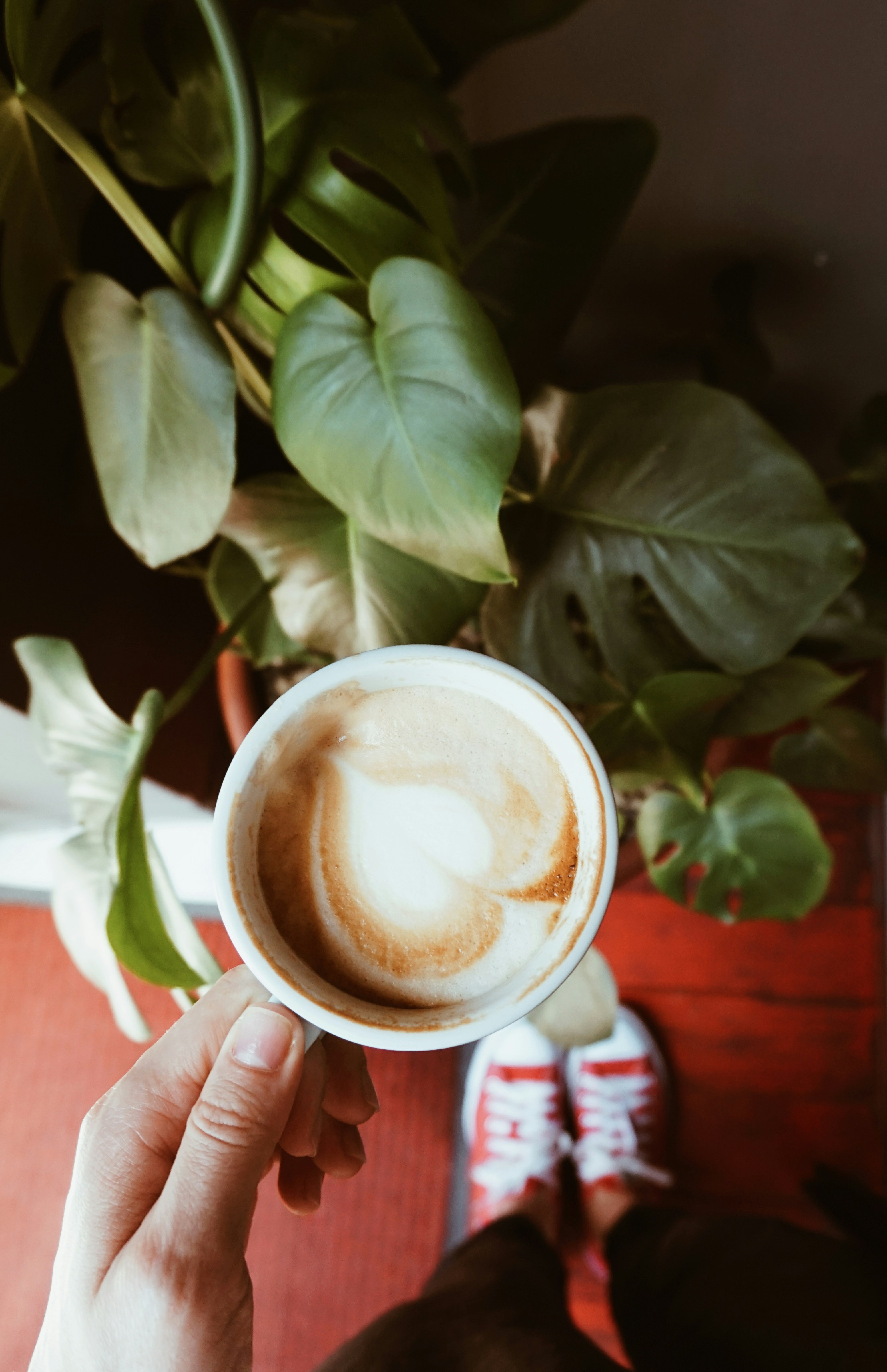 Coffee Plants Pictures | Download Free Images on Unsplash