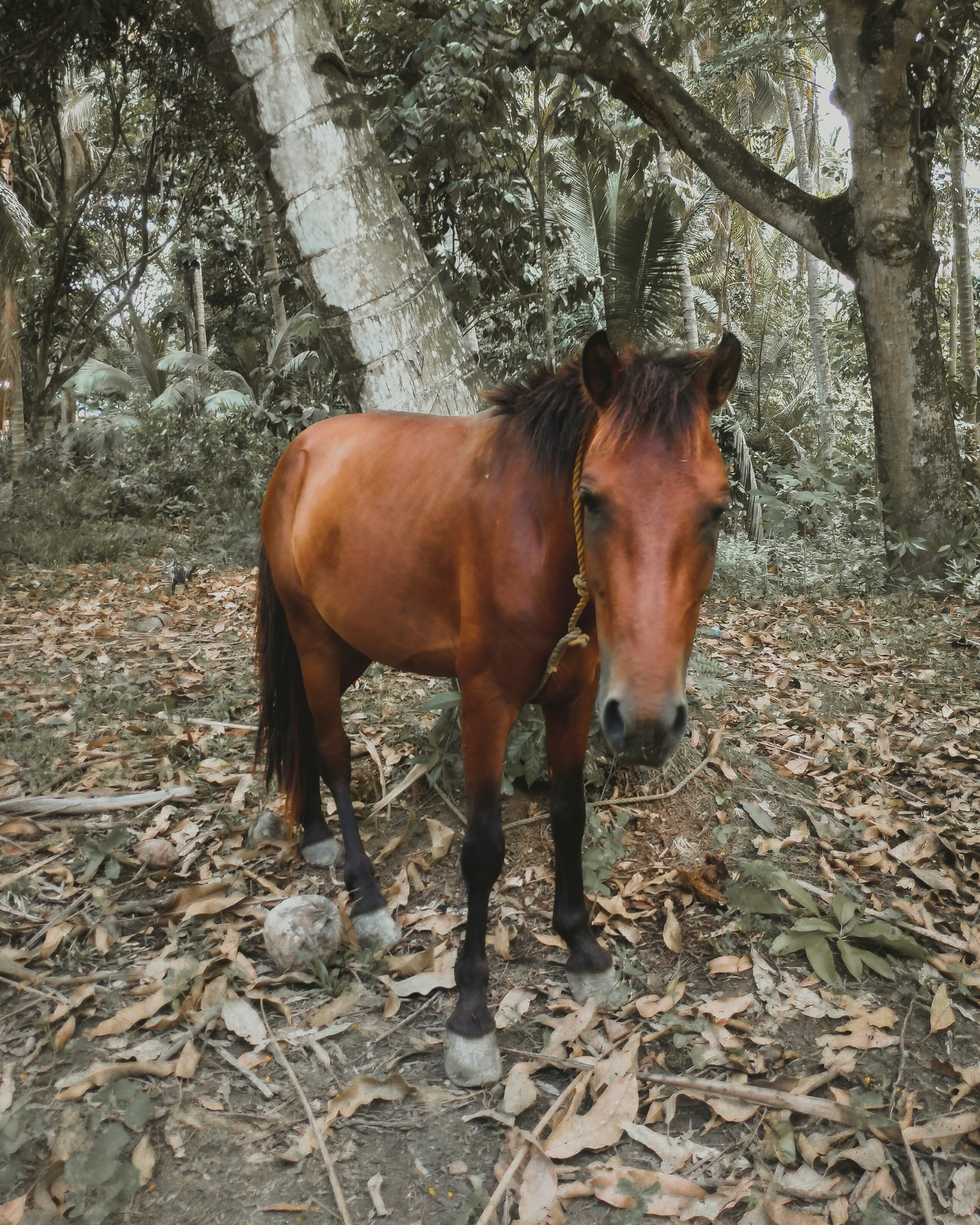 A brown horse standing amidst a lush, leafy landscape, surrounded by fallen leaves and trees. The scene captures the tranquility of rural life.