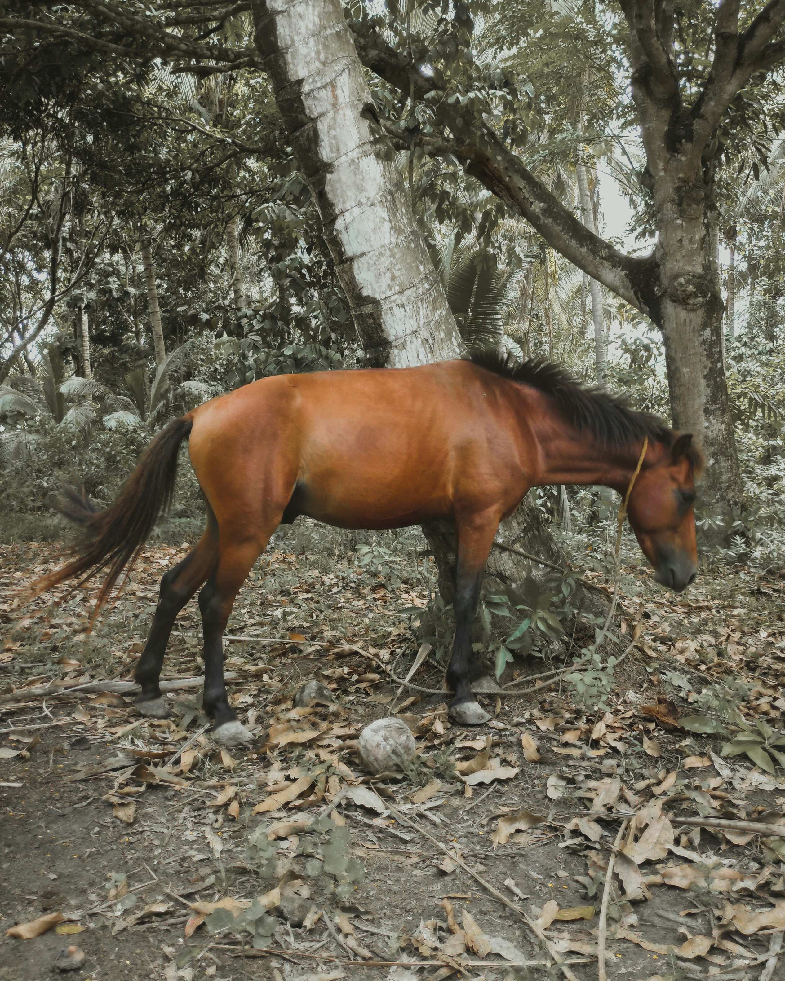 Brown horse grazing near a tree in a lush, tropical environment, surrounded by fallen leaves and greenery.