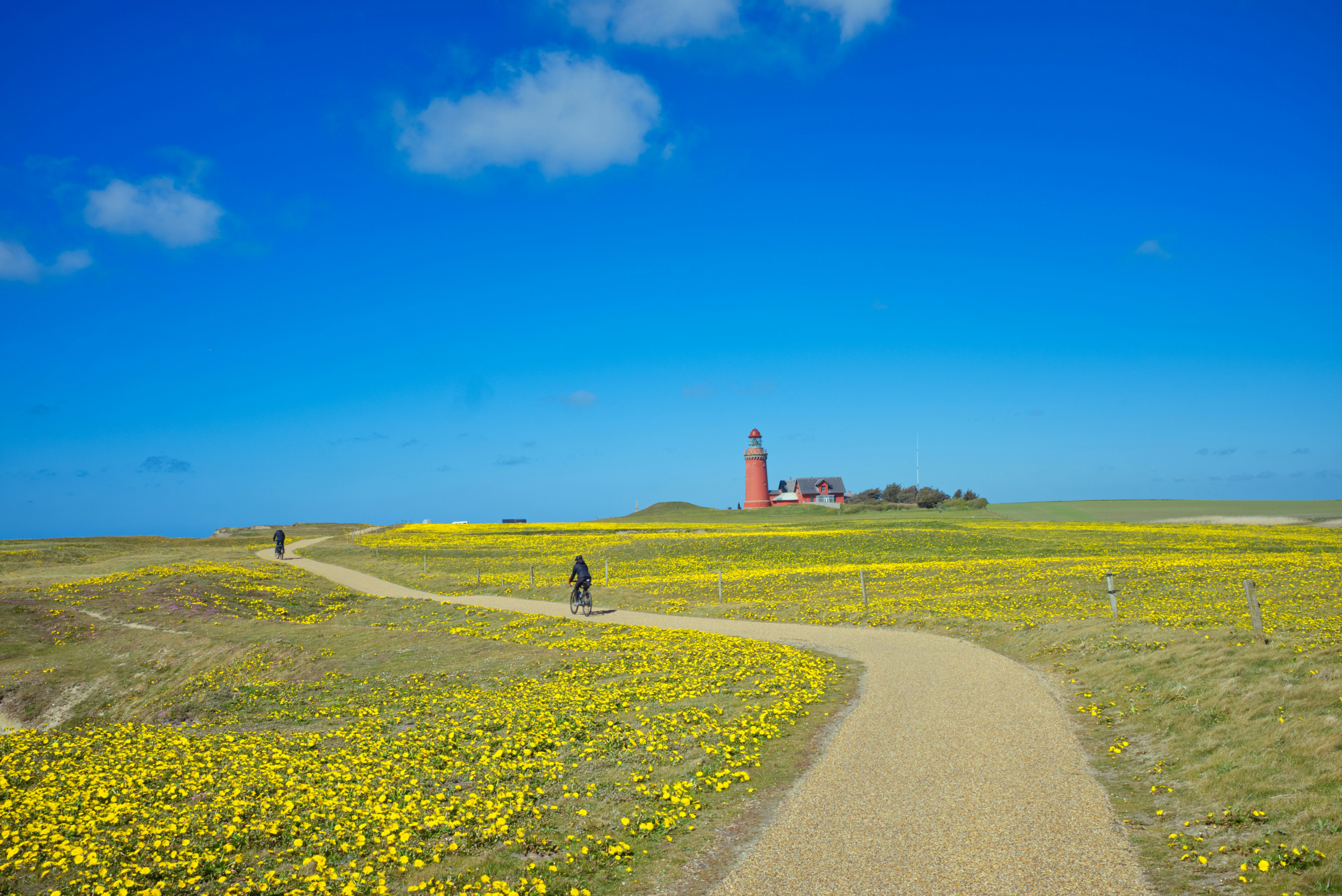 Lighthouse on the Horizon: A Gravel Path Through Golden Bloom Fields