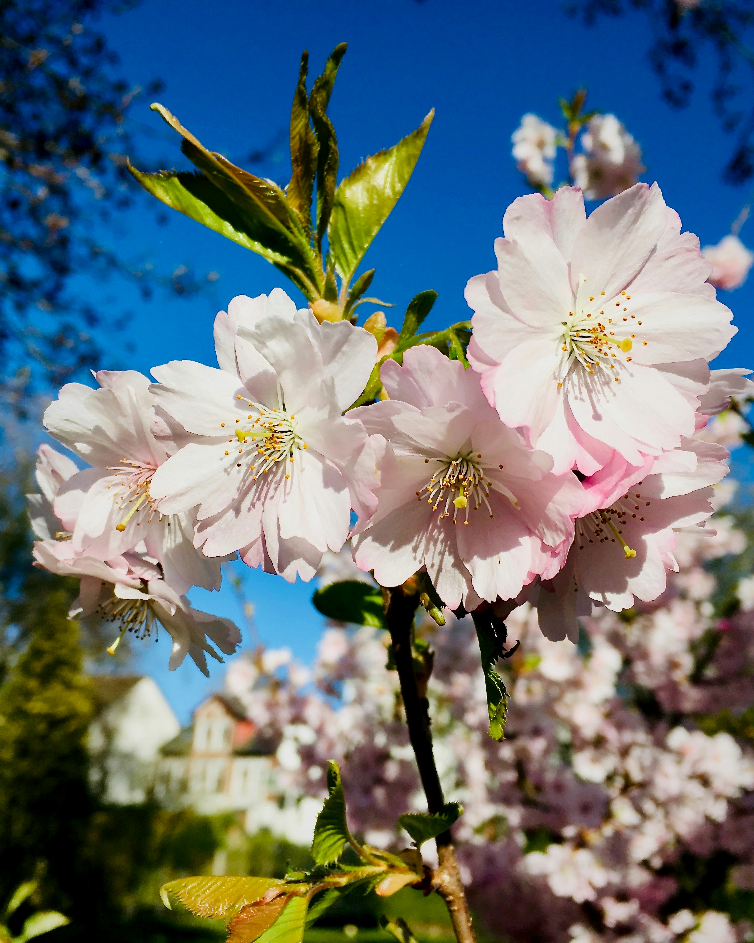Azure Sky Framed by a Whisper of Pink Cherry Blossoms