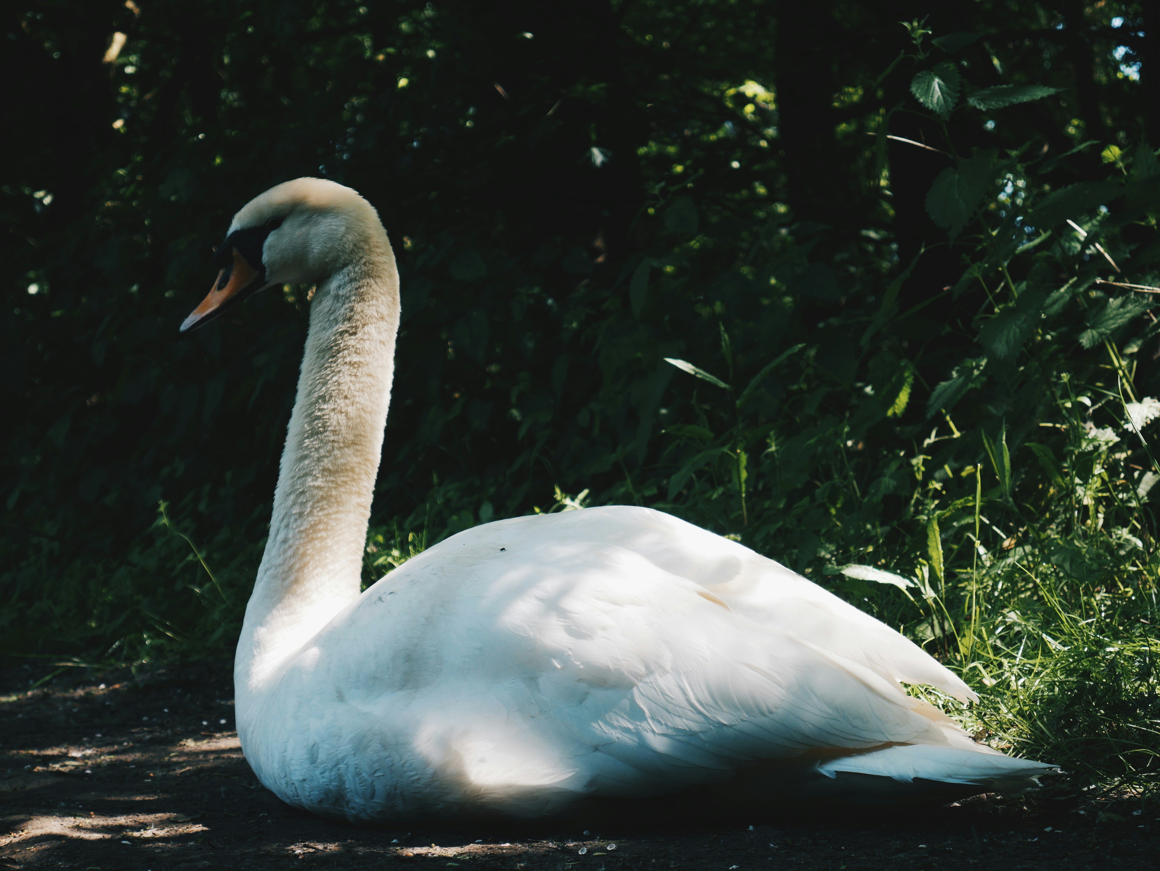 A serene white swan resting on a pathway, surrounded by lush greenery. The soft shadows play across its feathers, highlighting its elegance.