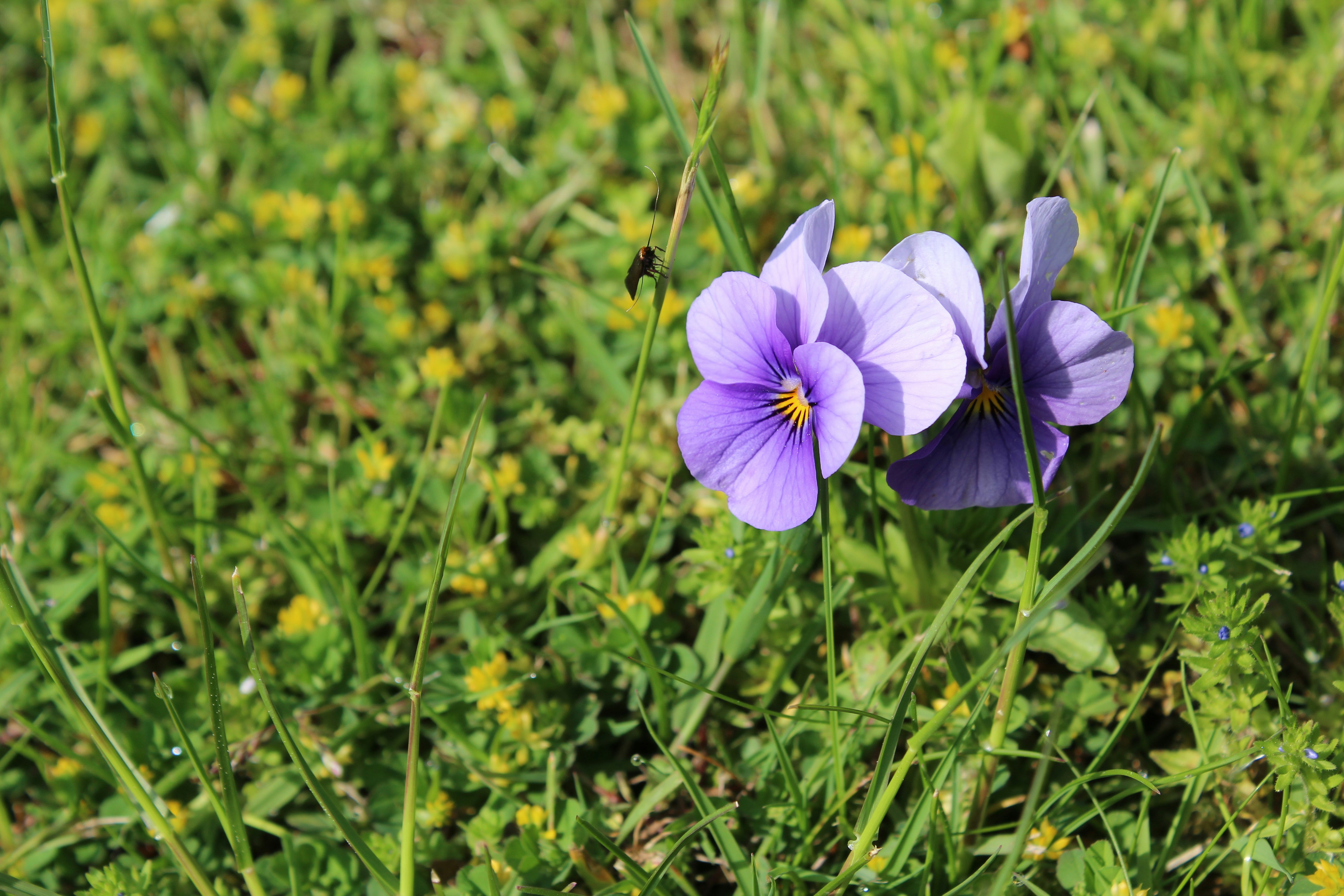 Two violet pansy flowers slice through a sea of green and gold