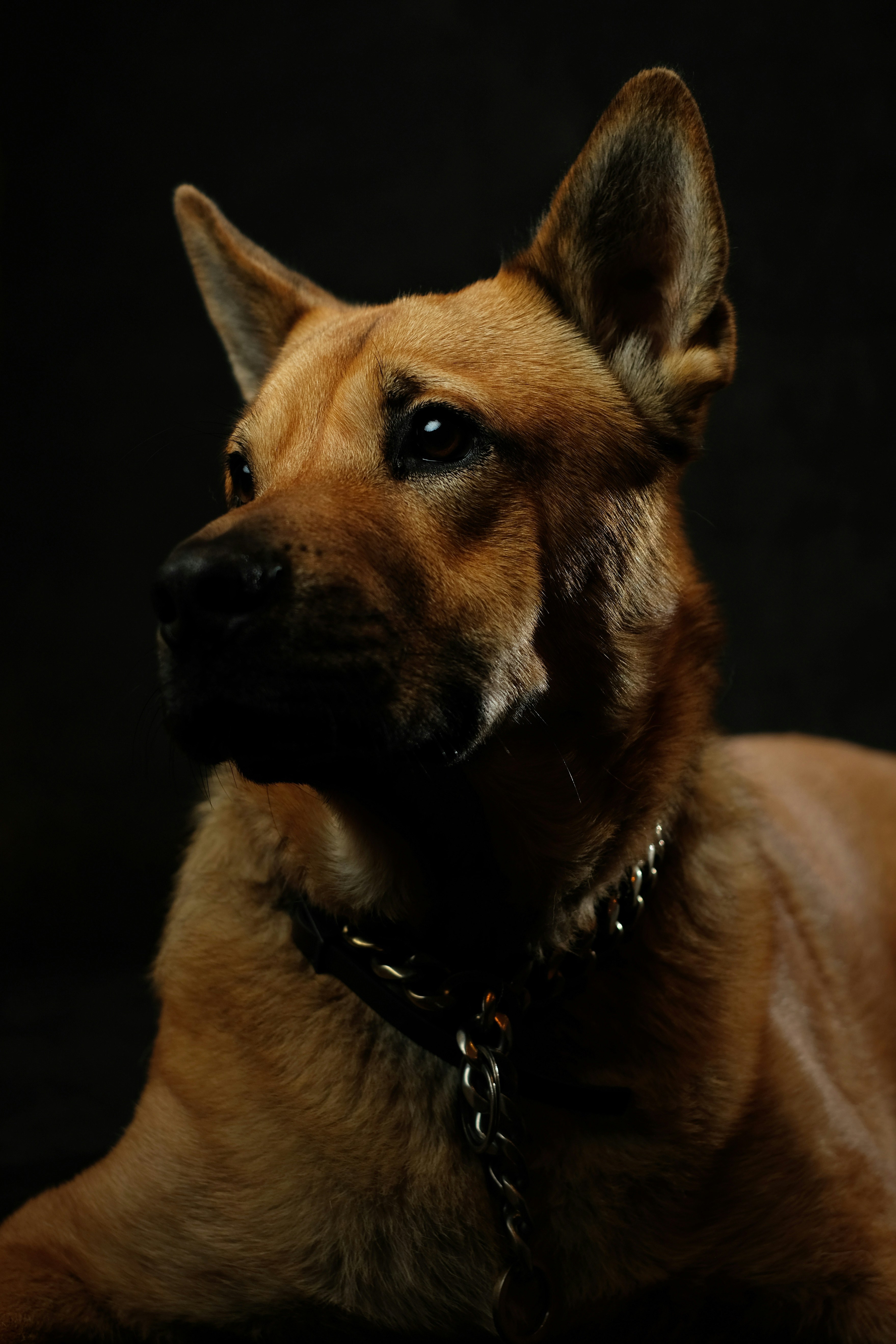 Foto Fotografía de perros de color canela de pelo corto – Imagen Marrón ...