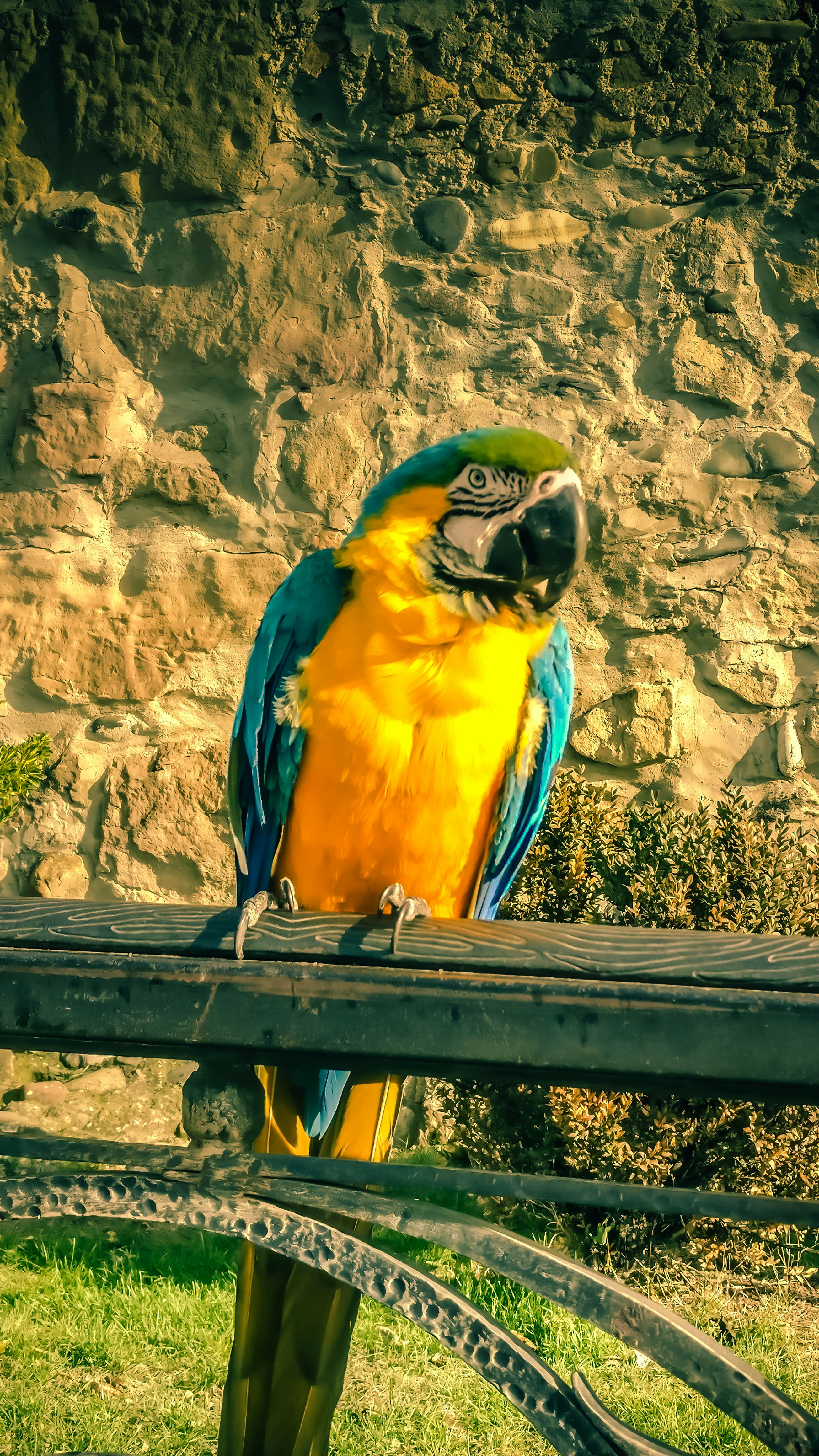 perroquet jaune et bleu sur dalle grise photo – Photo Tbilissi Gratuite ...