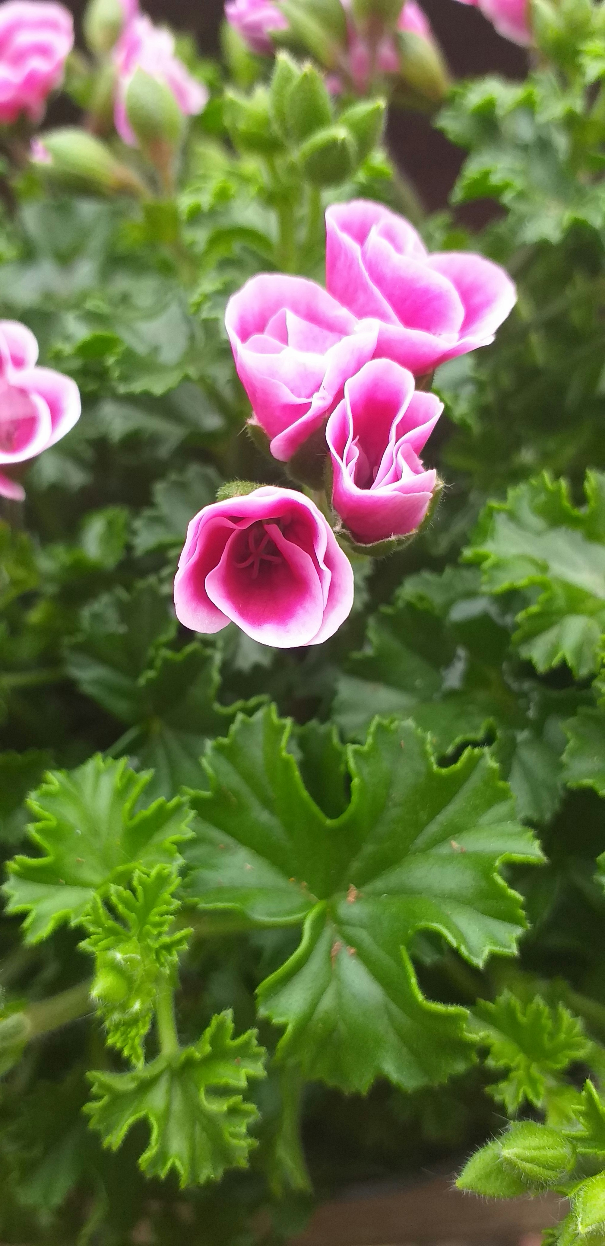 Pink-Edged Geraniums: A Close-Up Portrait of Garden Blooms