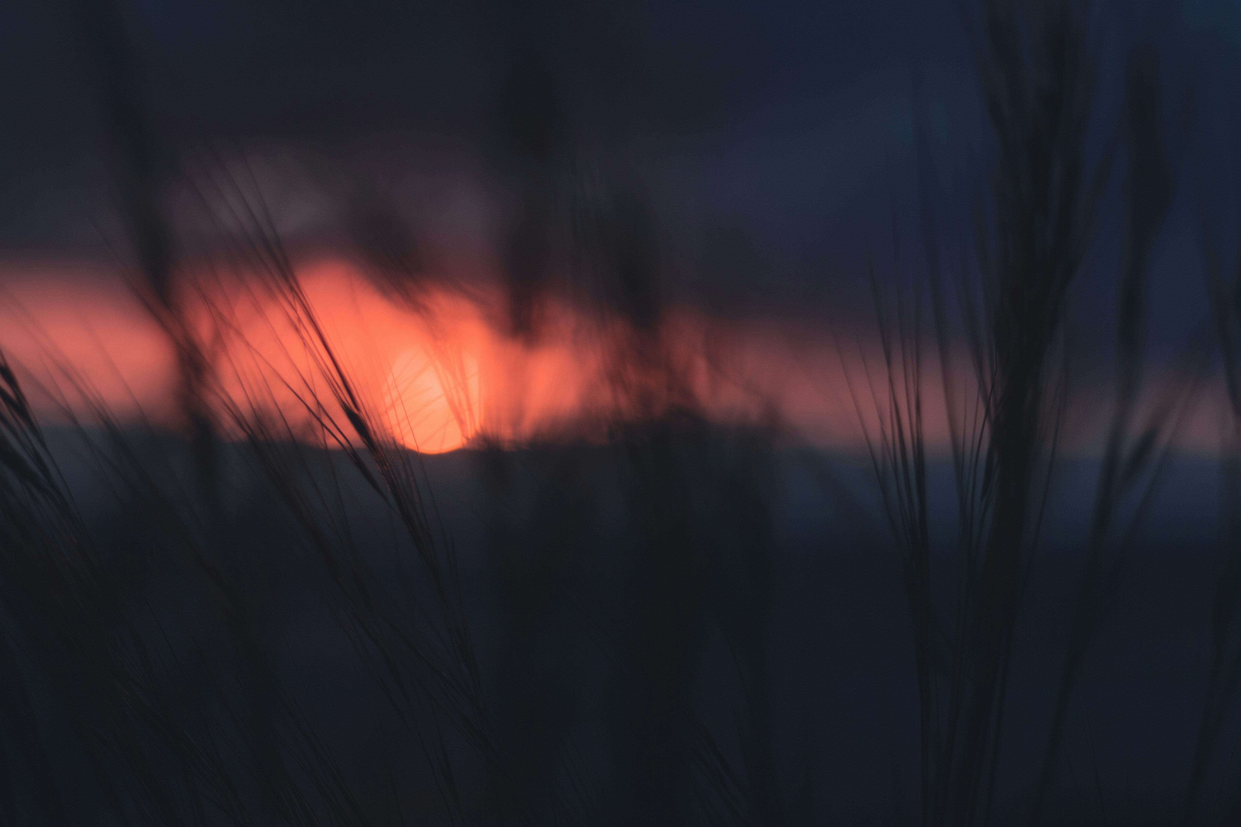 Soft sunset glow filtered through tall grasses, creating a serene atmosphere against a darkening sky.
