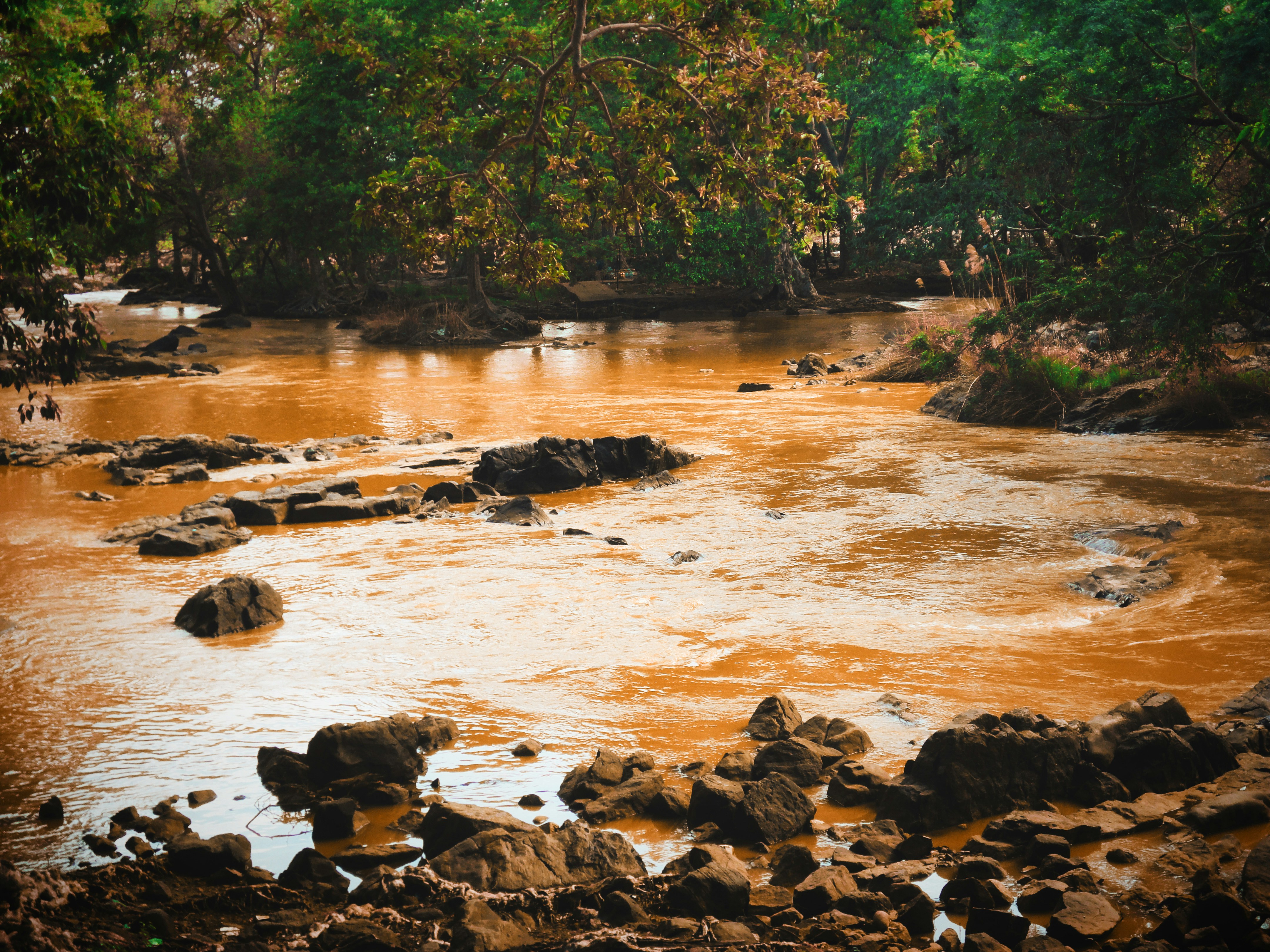 muddy river surrounded by trees