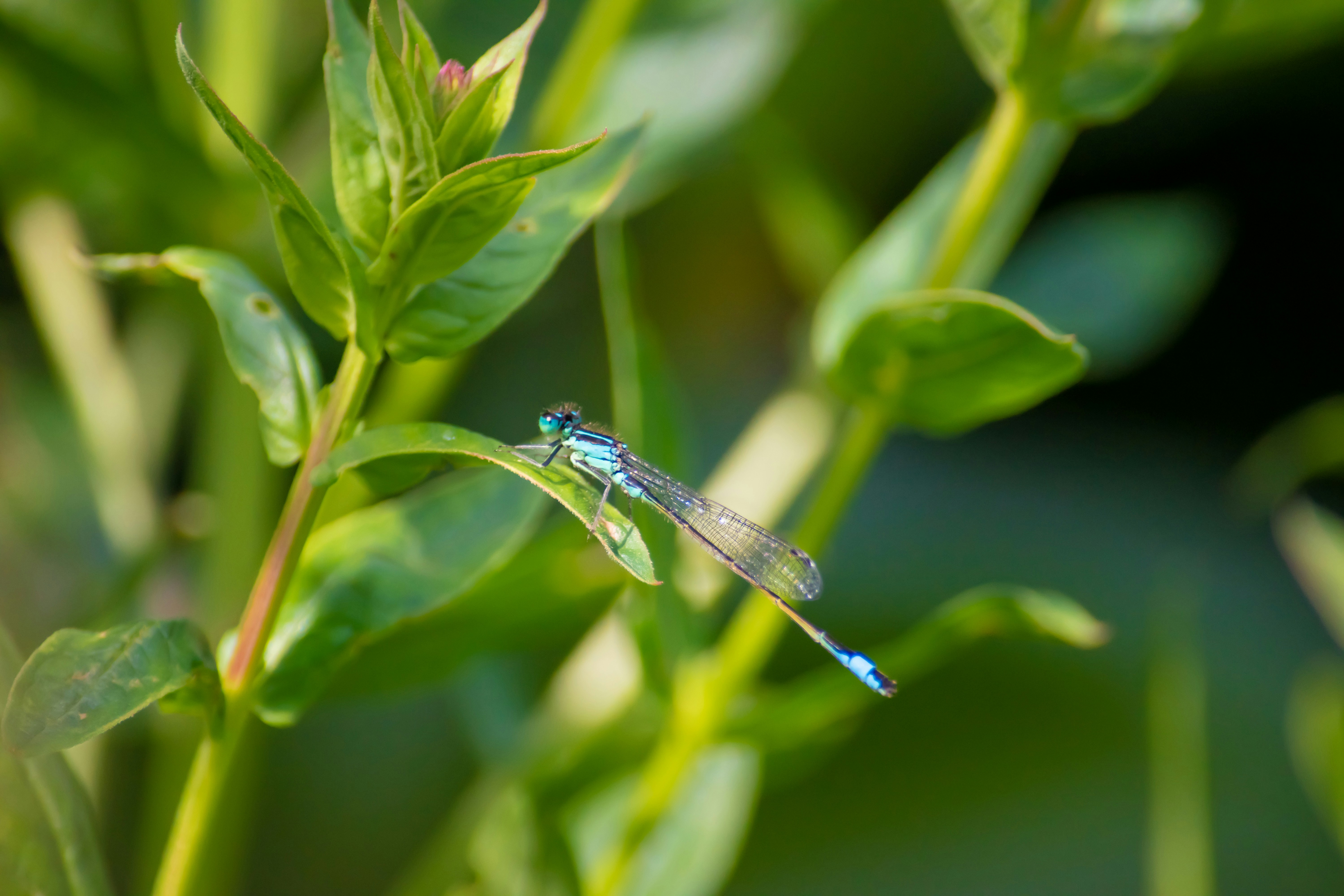 Close-up photo of damsel fly photo – Free Animal Image on Unsplash