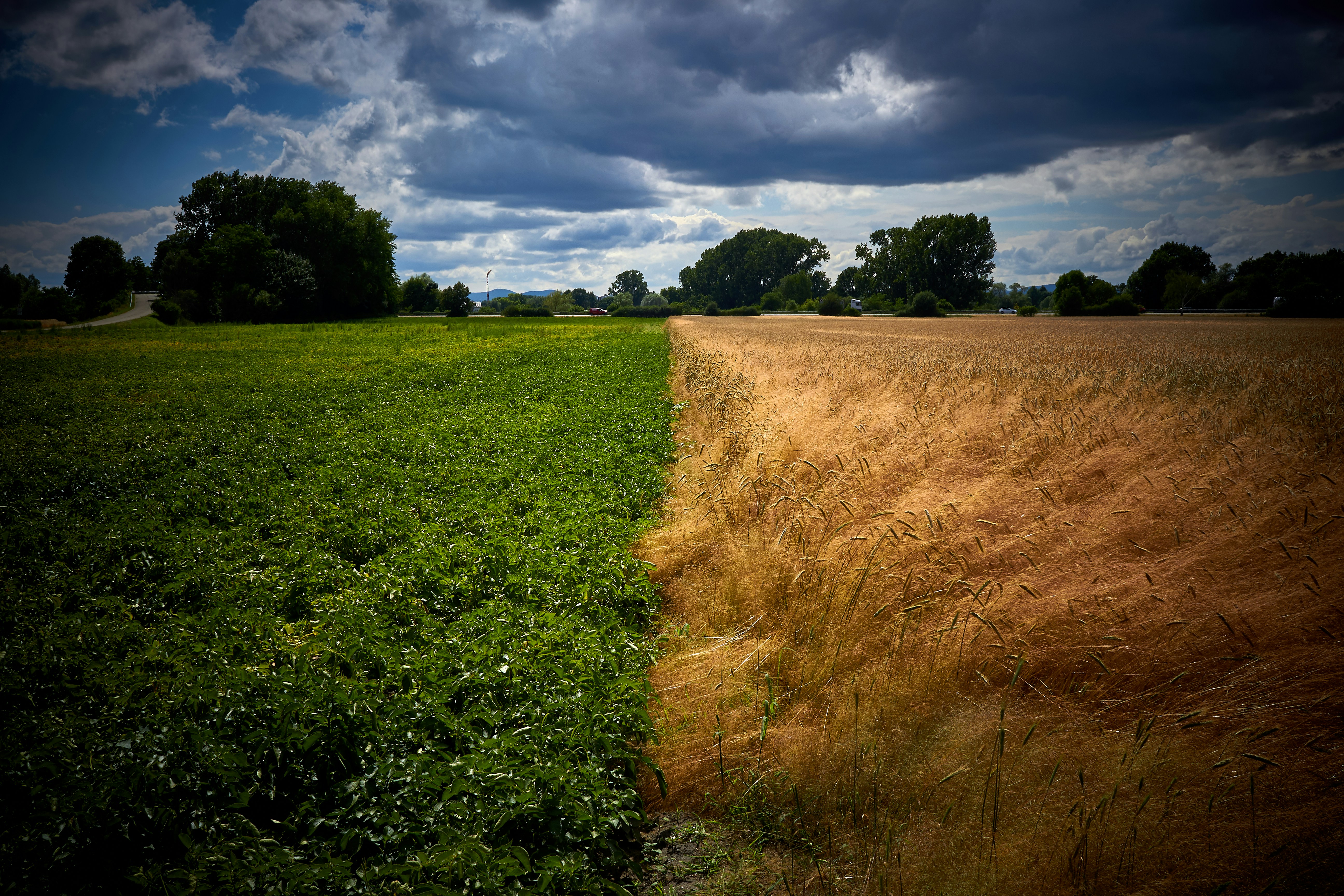 Green grass field and brown grass field photo – Free Field Image on ...
