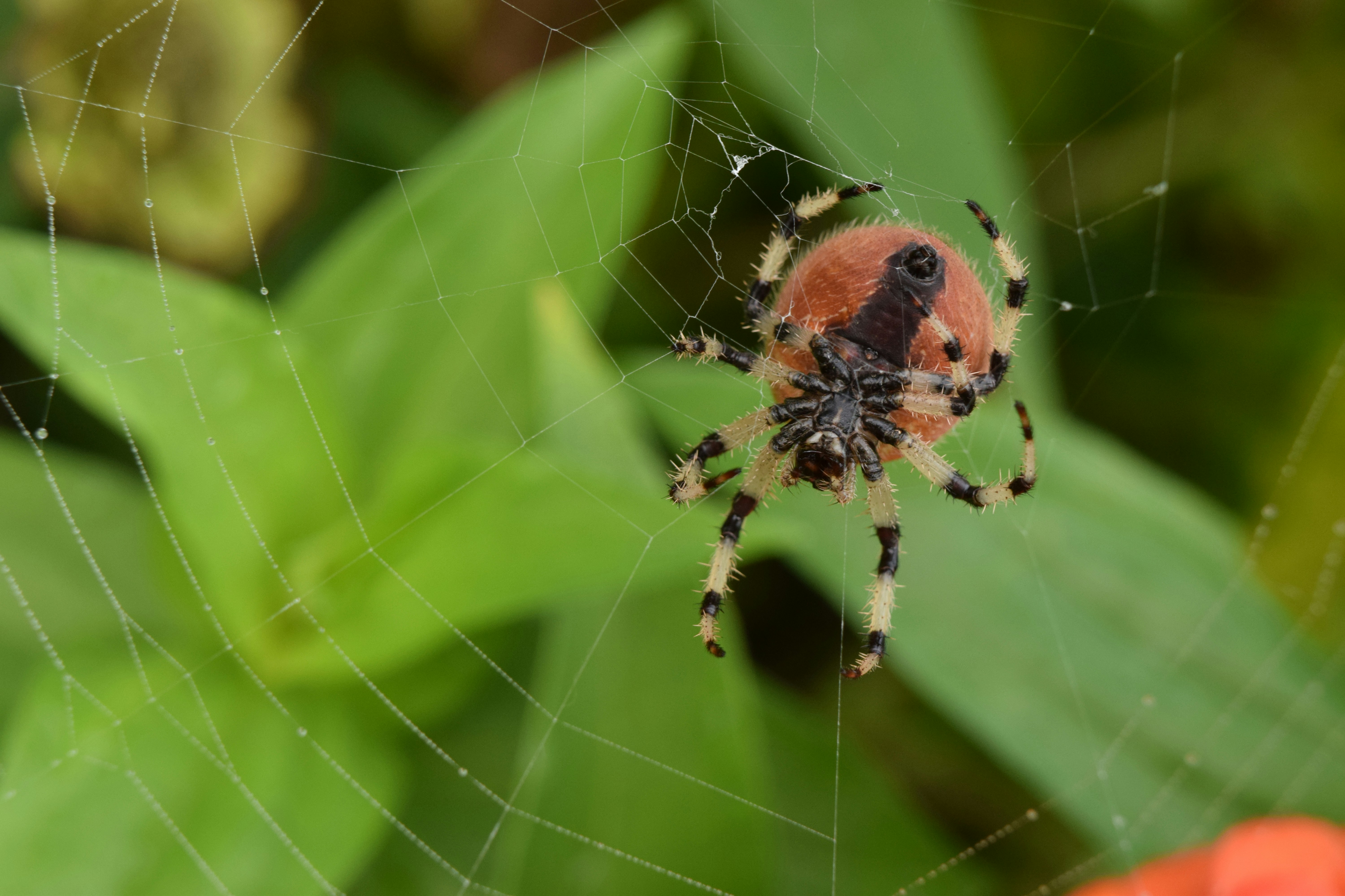 A detailed view of a spider meticulously crafting its web among vibrant green foliage. The intricate patterns of the web are highlighted against the backdrop of nature.