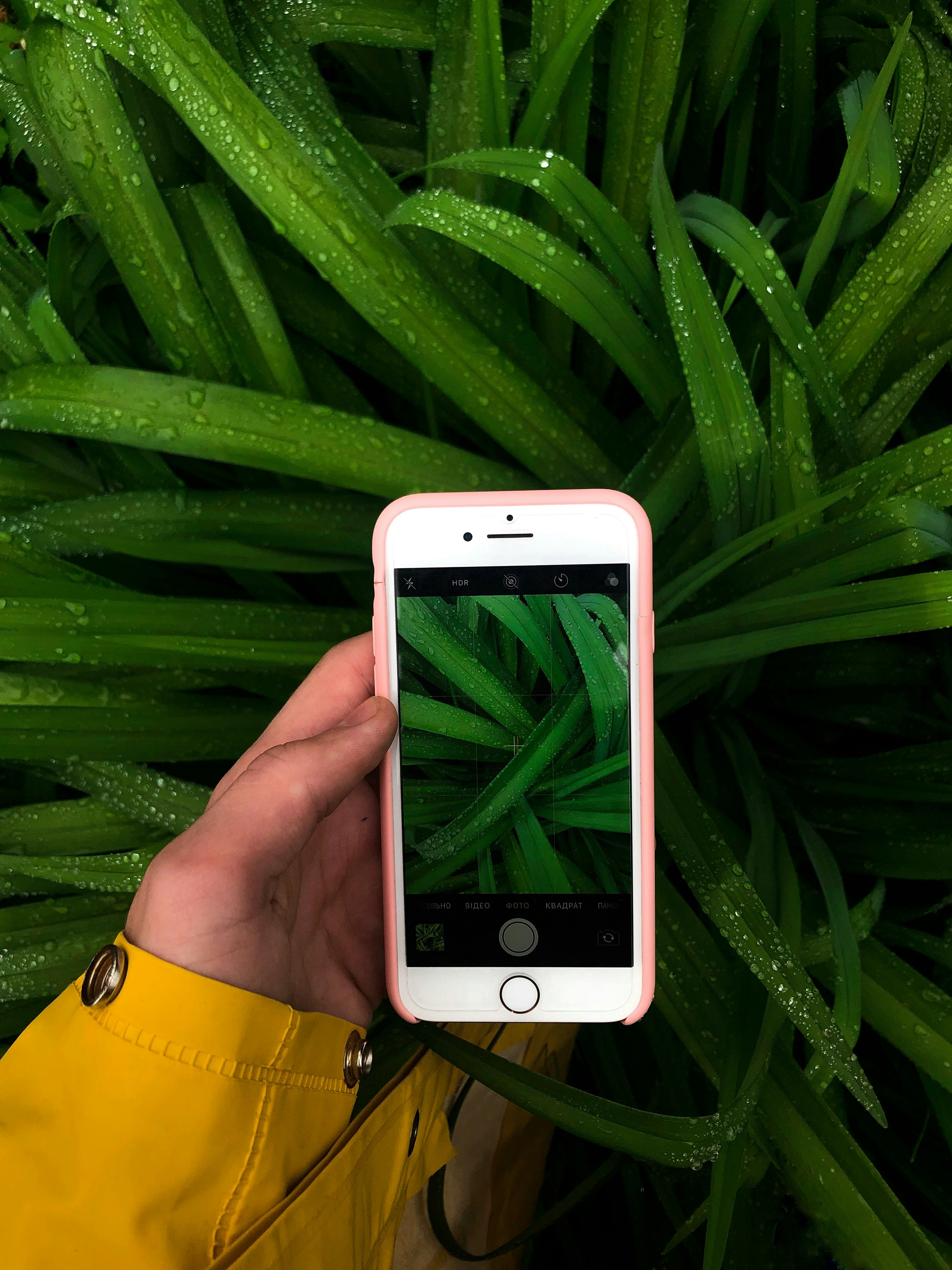 A hand holding an Apple iPhone 8 Plus, displaying a close-up of vibrant green leaves with droplets of water. The lush foliage creates a vivid backdrop.