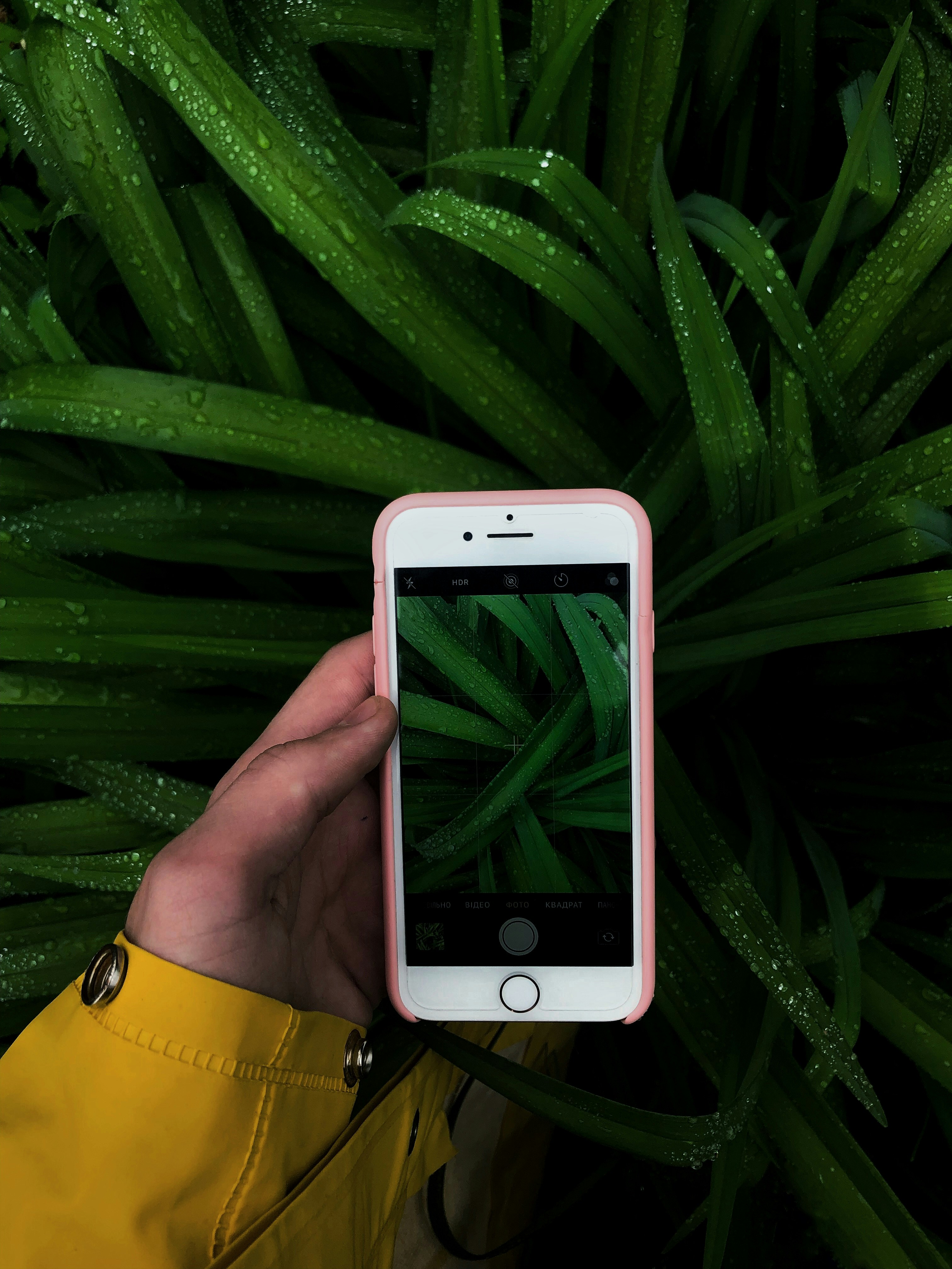 Macro Portrait in Green: The Hand Encloses a Pink-Trimmed Phone Framed by Lush Foliage