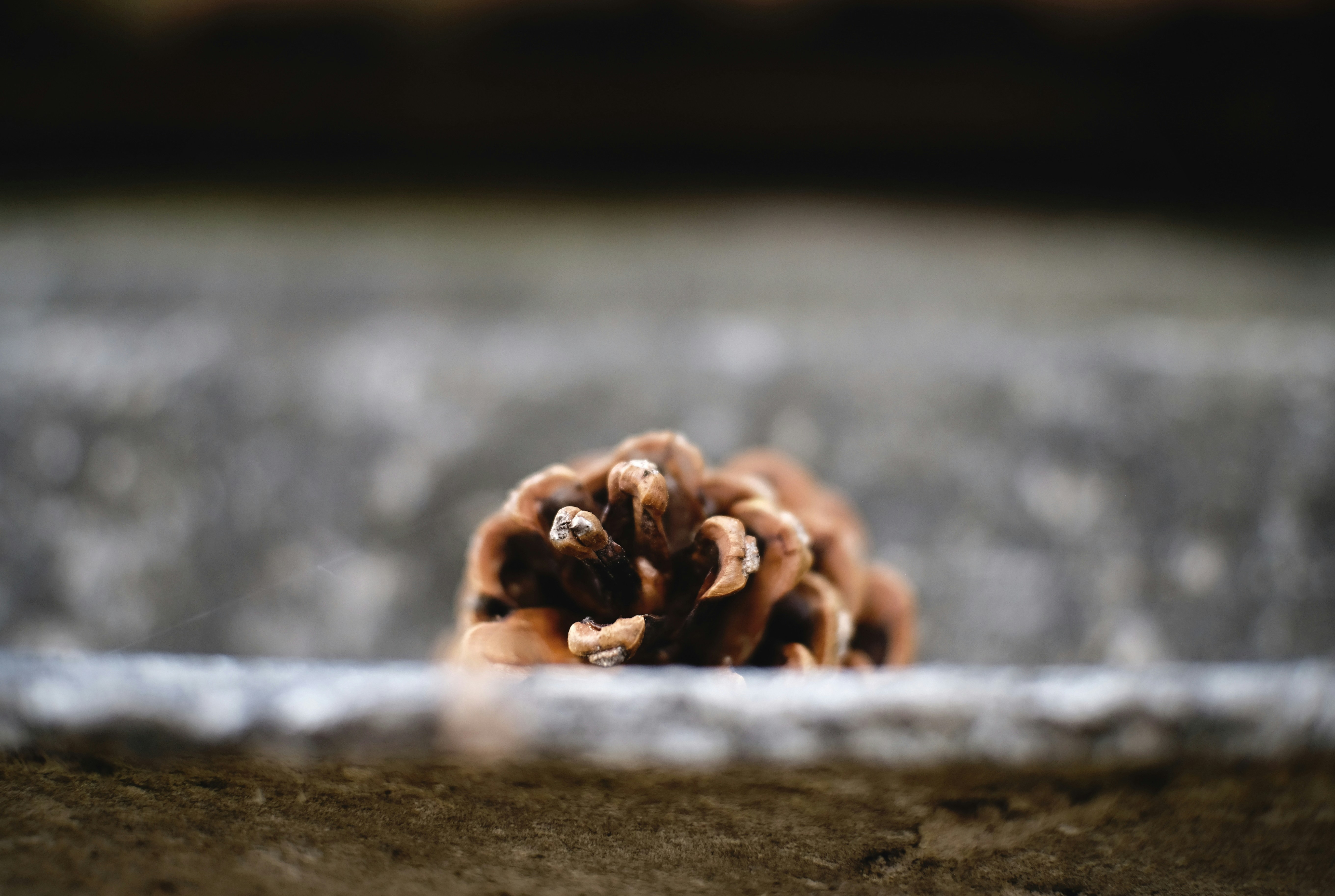Winter's Pine Cone: A Quiet Close-Up on Frost-Capped Texture
