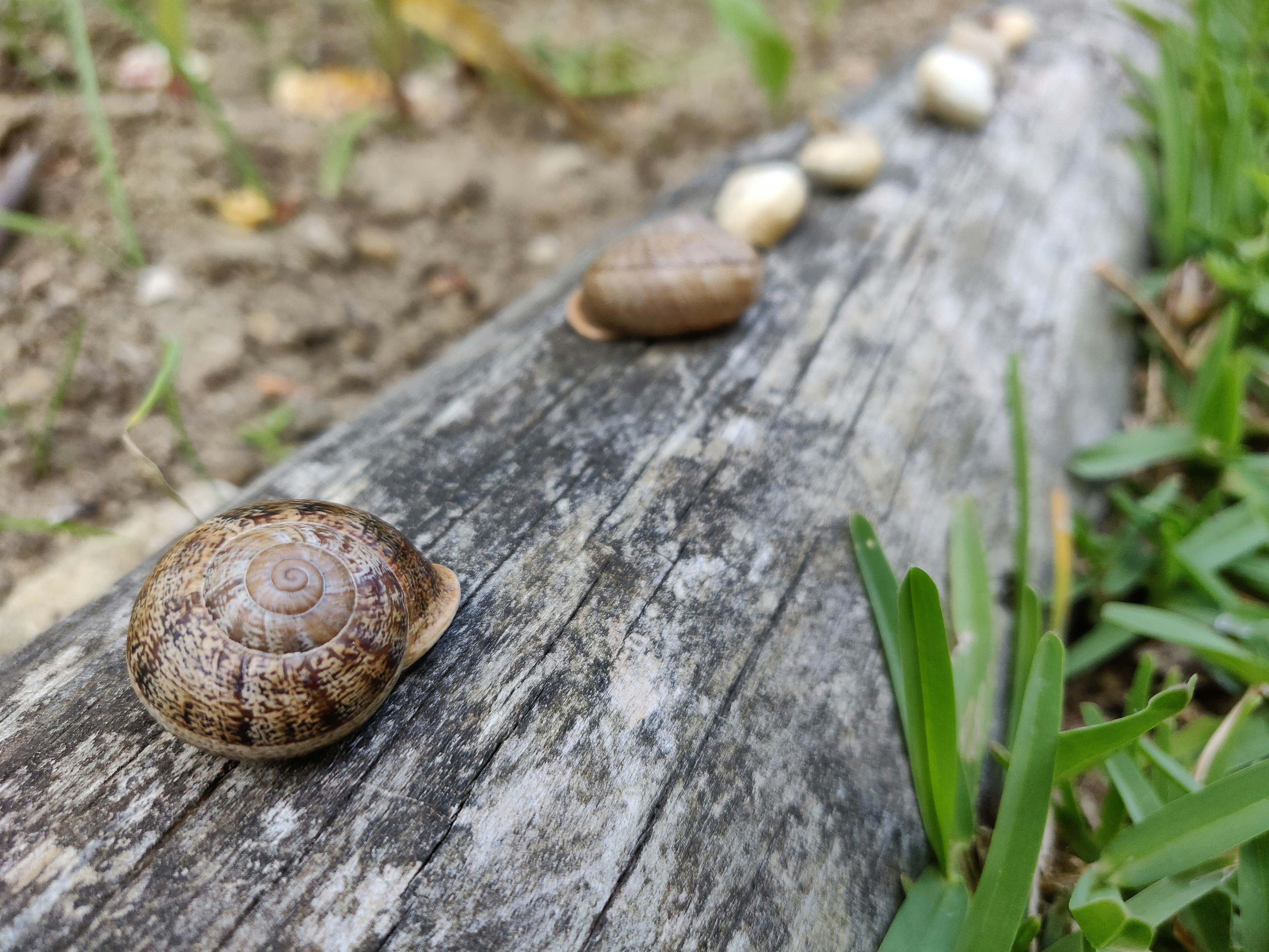 Morning Parade of Snails Across a Weathered Log