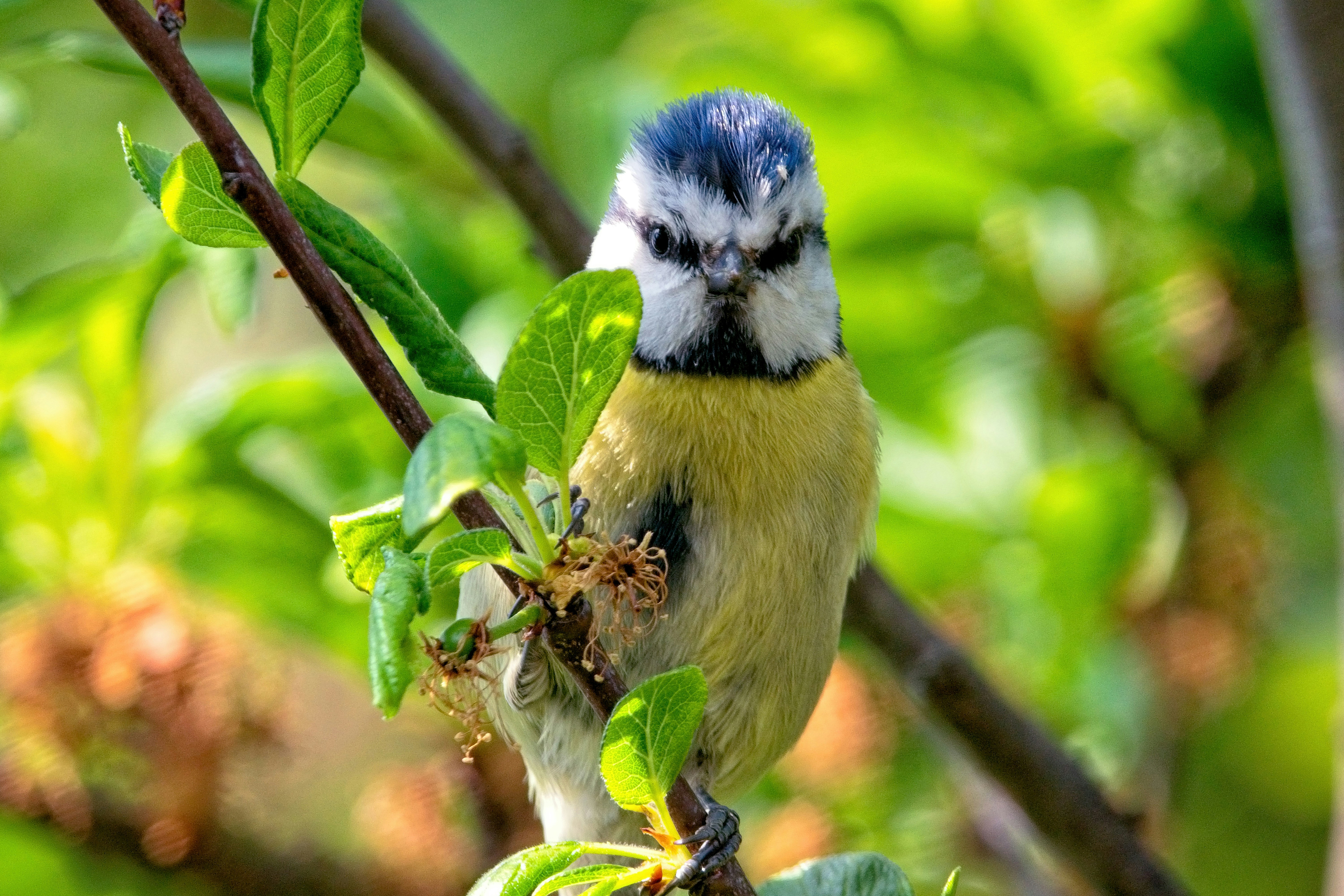 A Blue Tit perched on a branch, surrounded by lush green leaves, showcasing its colorful plumage and curious expression.