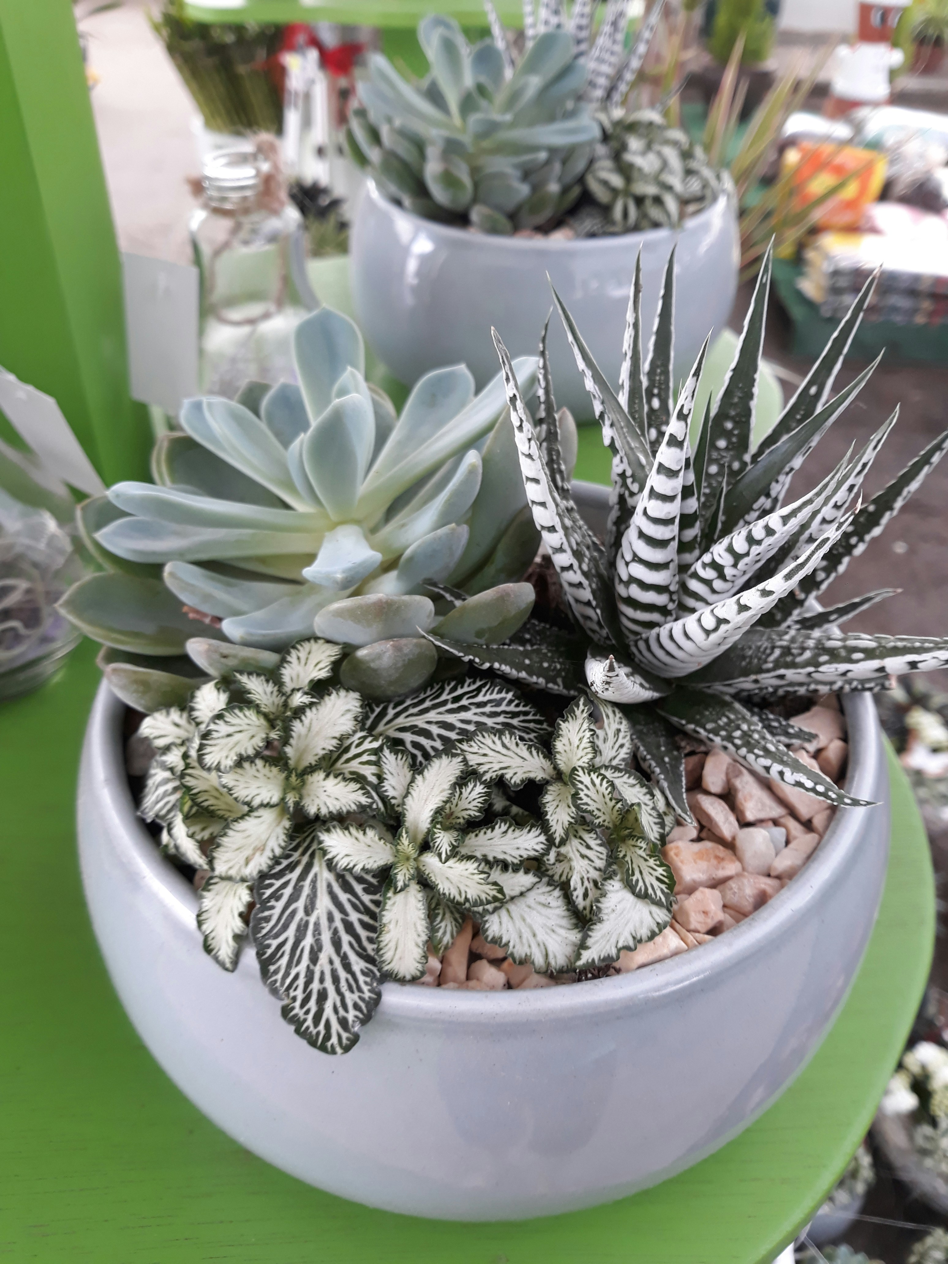 Zebra, Ice, and Fuzz: A Petite Succulent Trio in a Soft Gray Planter