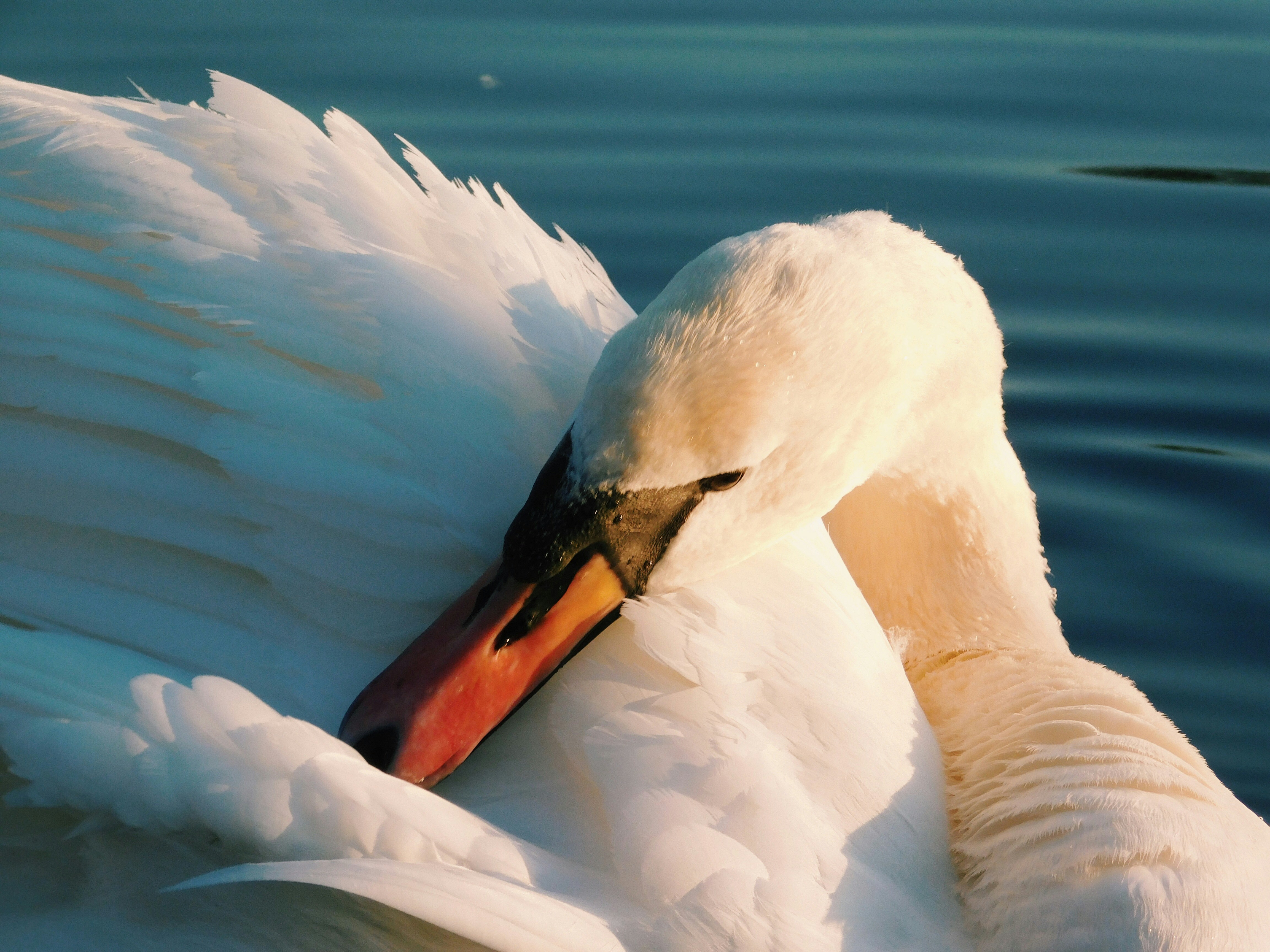 Swan in Quiet Reflection: A Close-Up on Graceful Feathers and Encircling Water