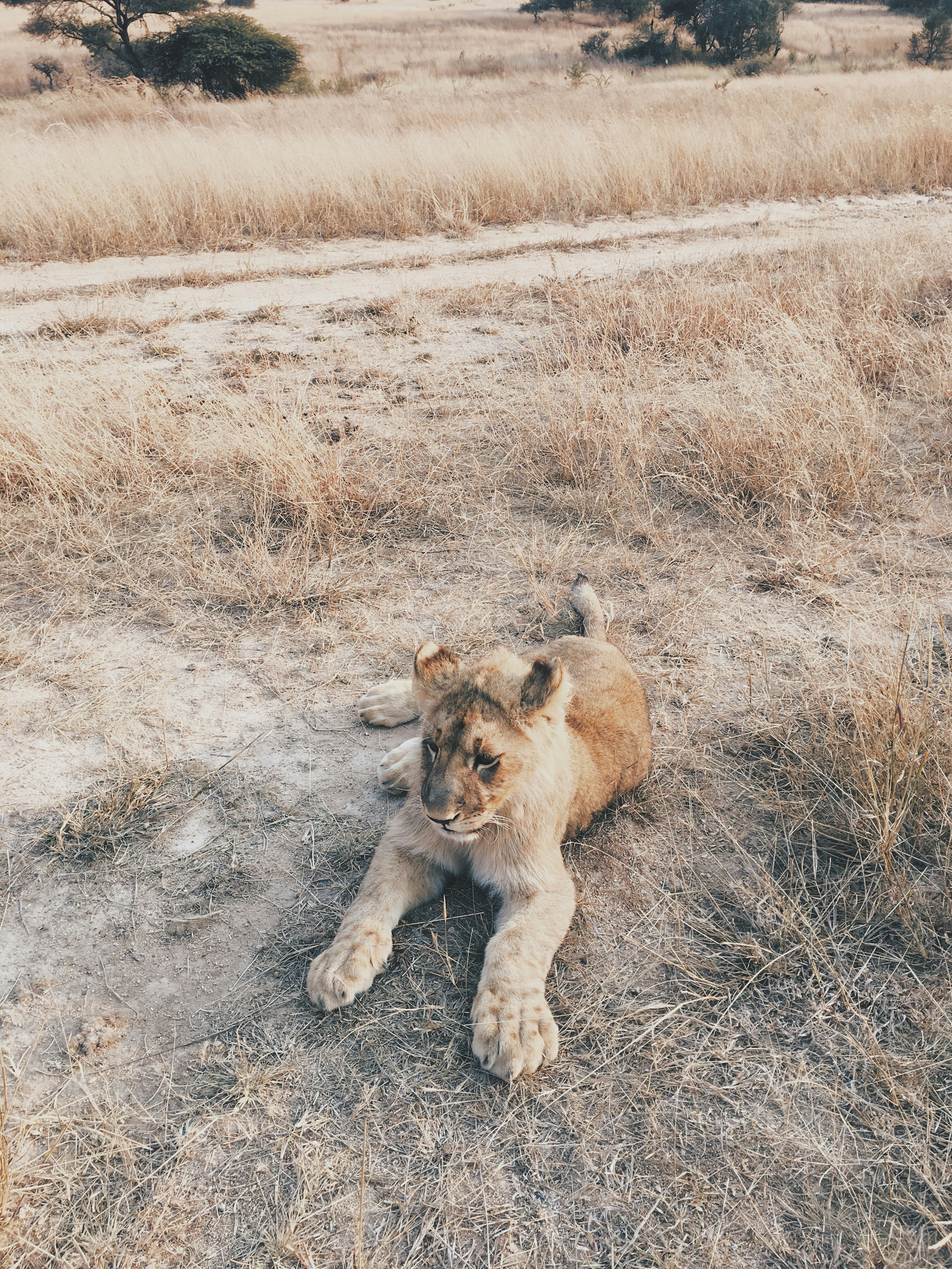 Golden Hour Rest: A lion cub in a sunlit savannah