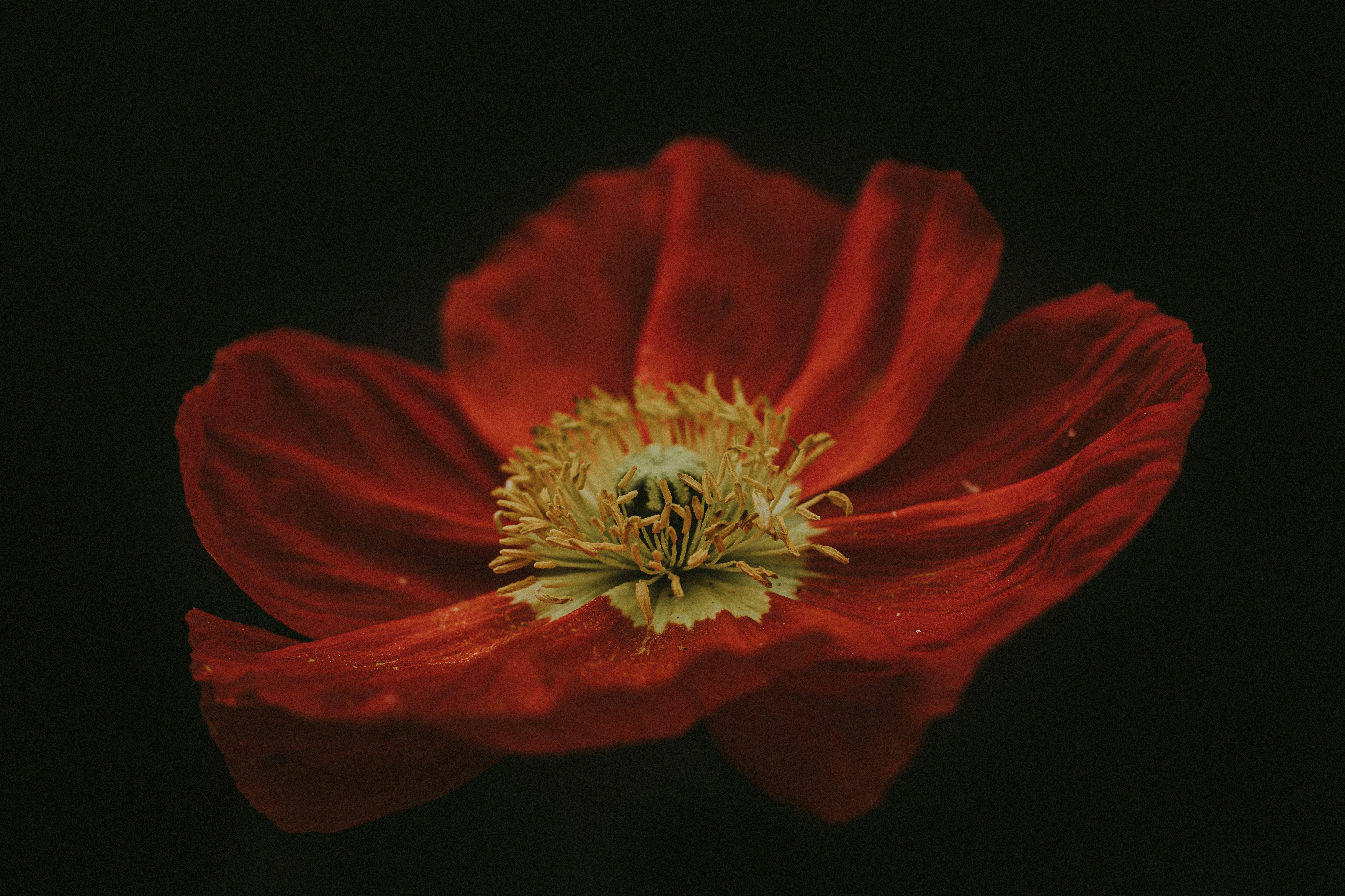 Crimson Bloom Against Velvet Darkness