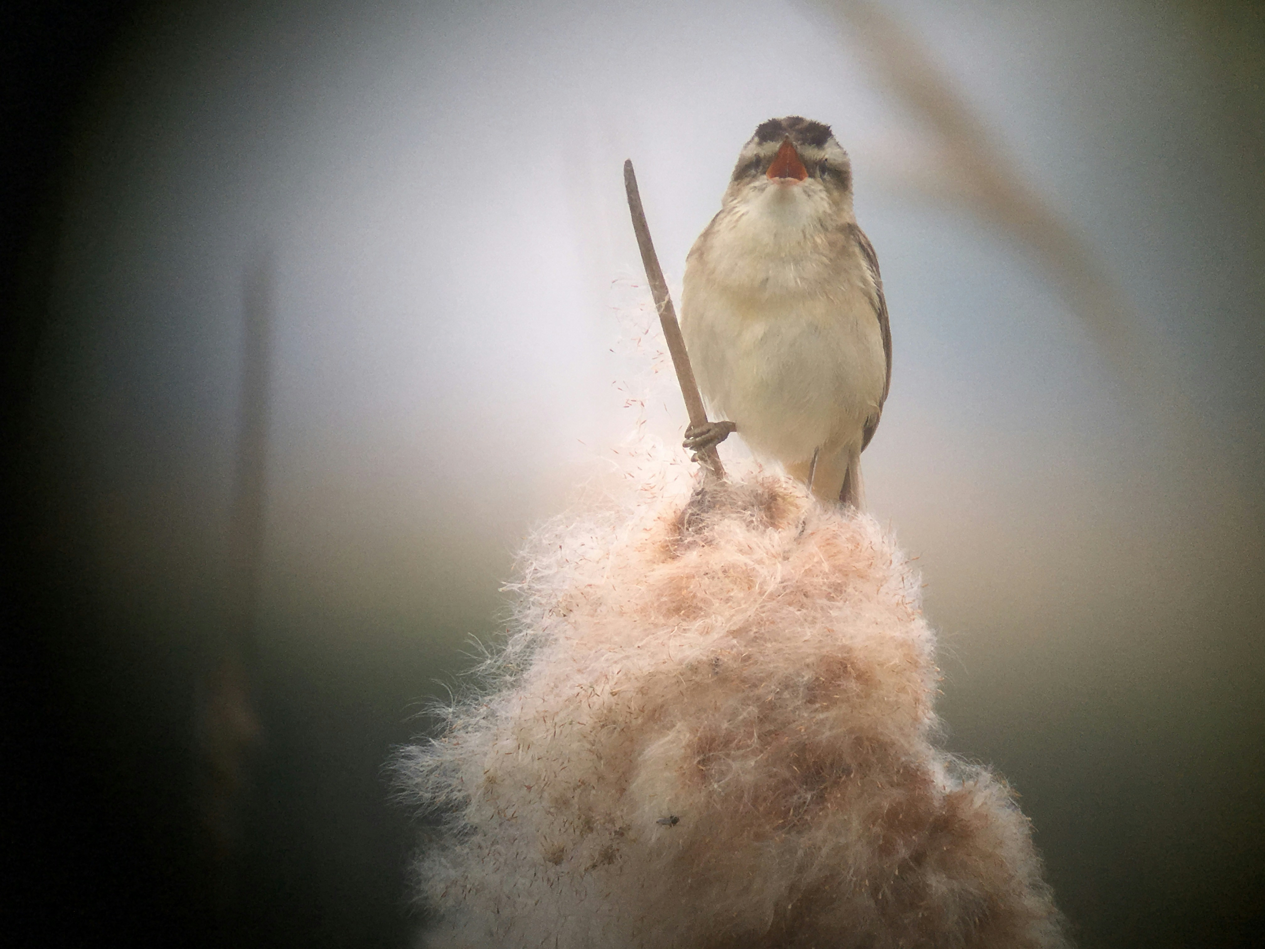 Velvet Seed Perch: A Tiny Warbler in Soft Focus