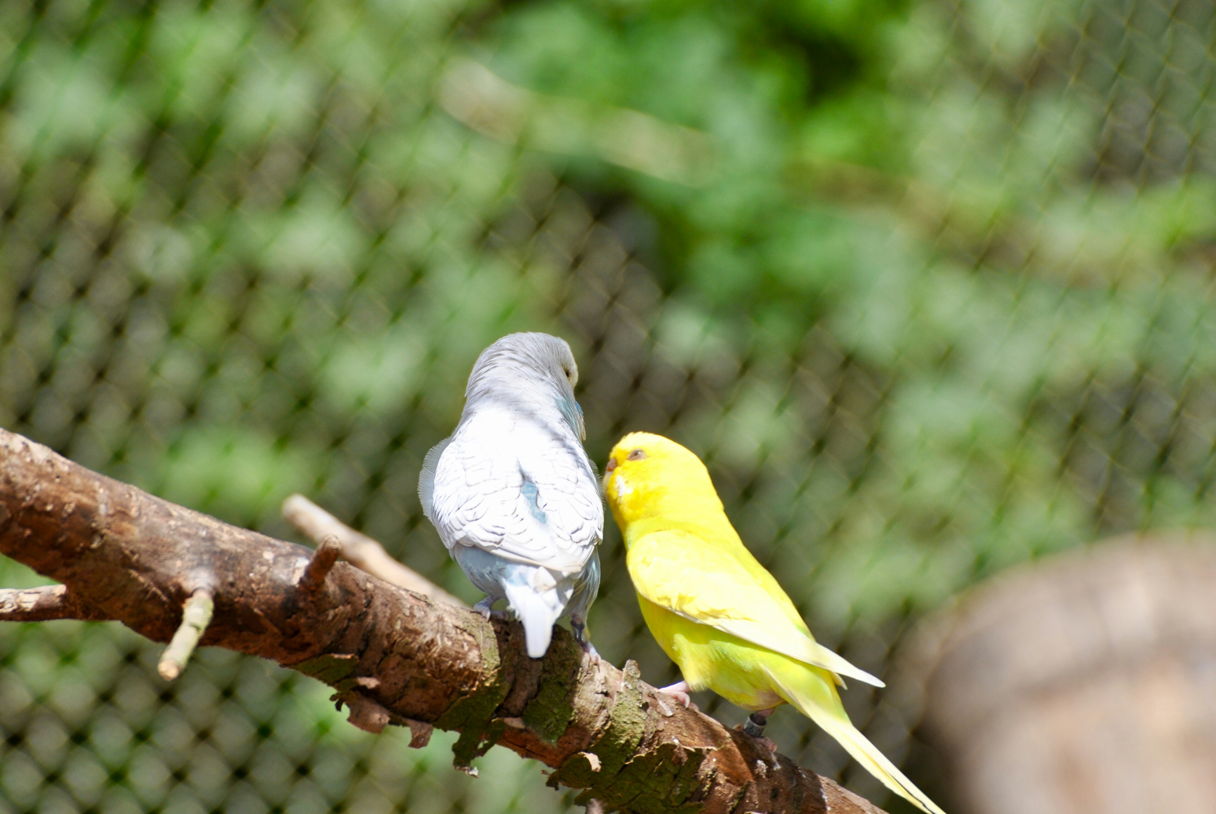 Sunlit Branch Duo: A Bright Yellow Parakeet and a Pale Gray Companion Perched Together