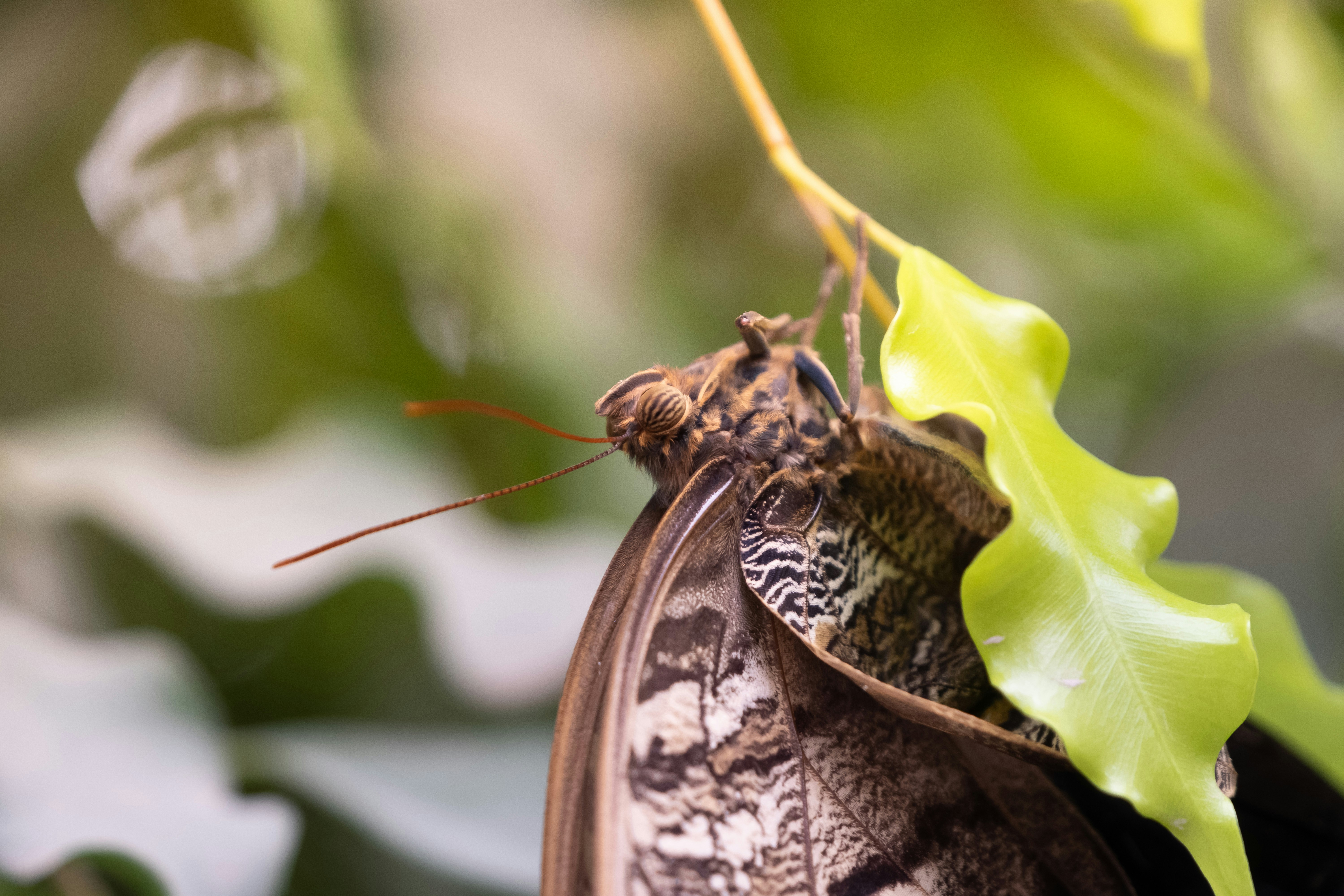 Mottled hawkmoth on a lime leaf: texture and color in close focus