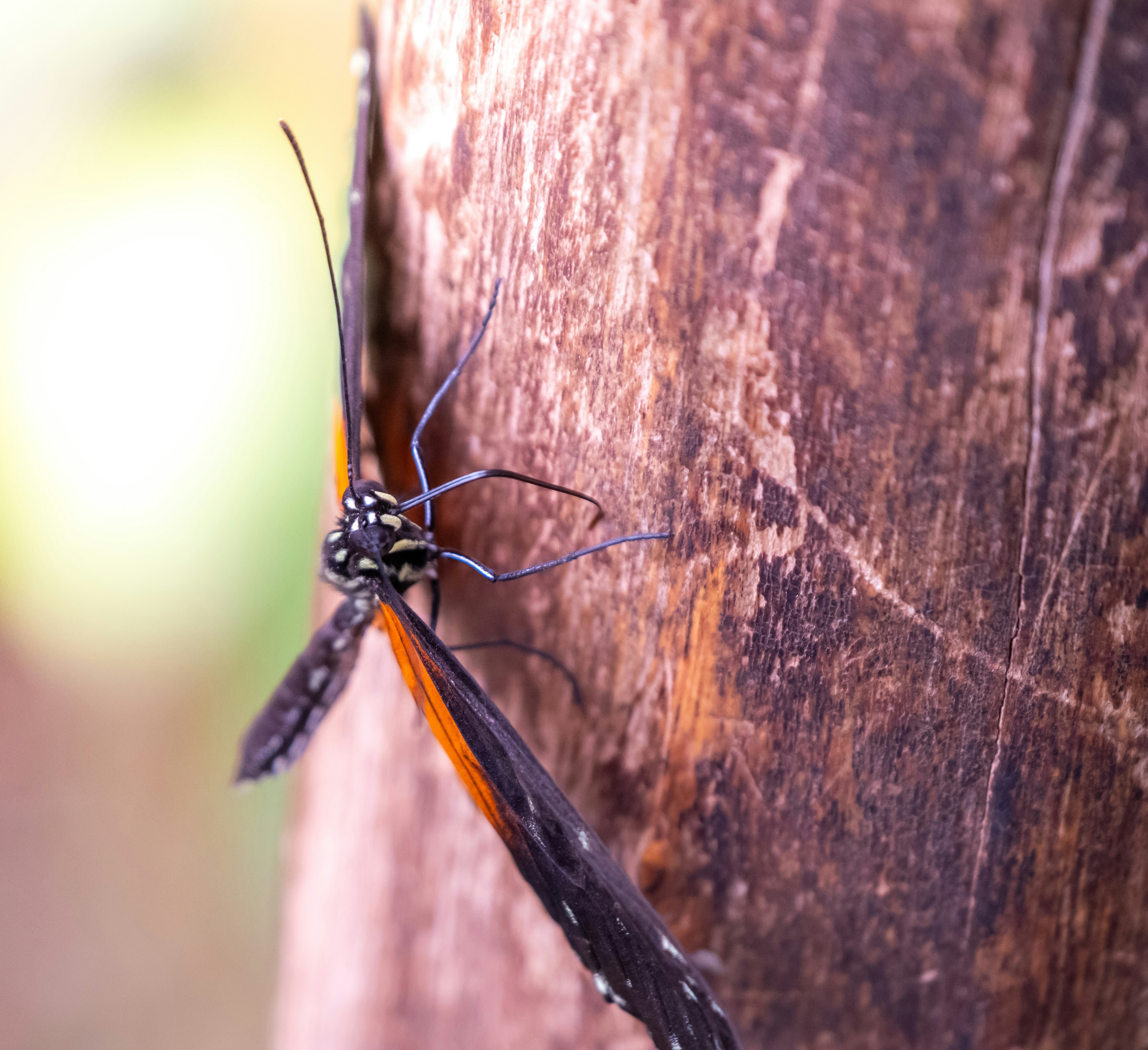 Orange-Edged Longwing Moth Clinging to Weathered Bark