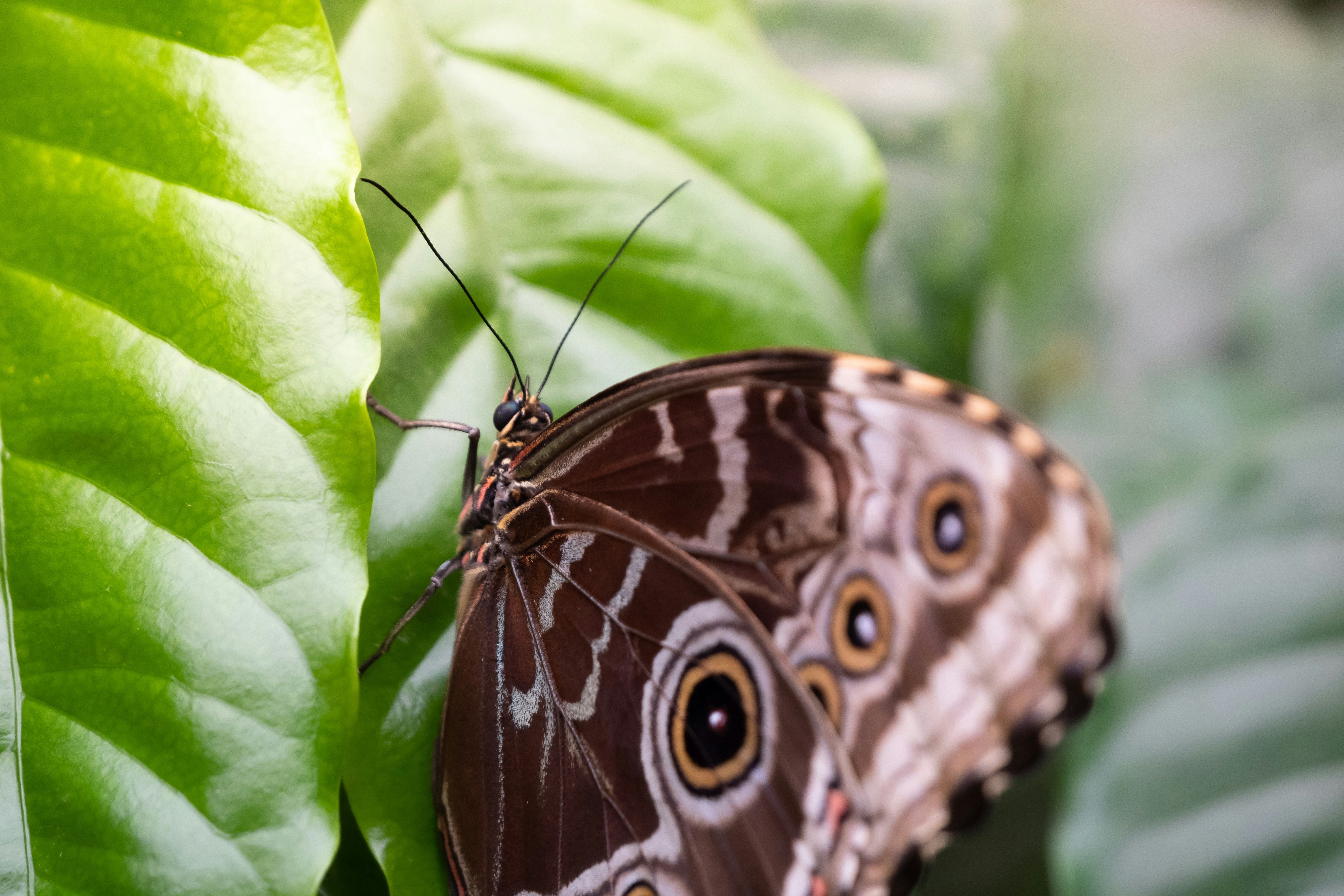 Owl butterfly perched on vibrant green foliage, showcasing intricate wing patterns and textures.
