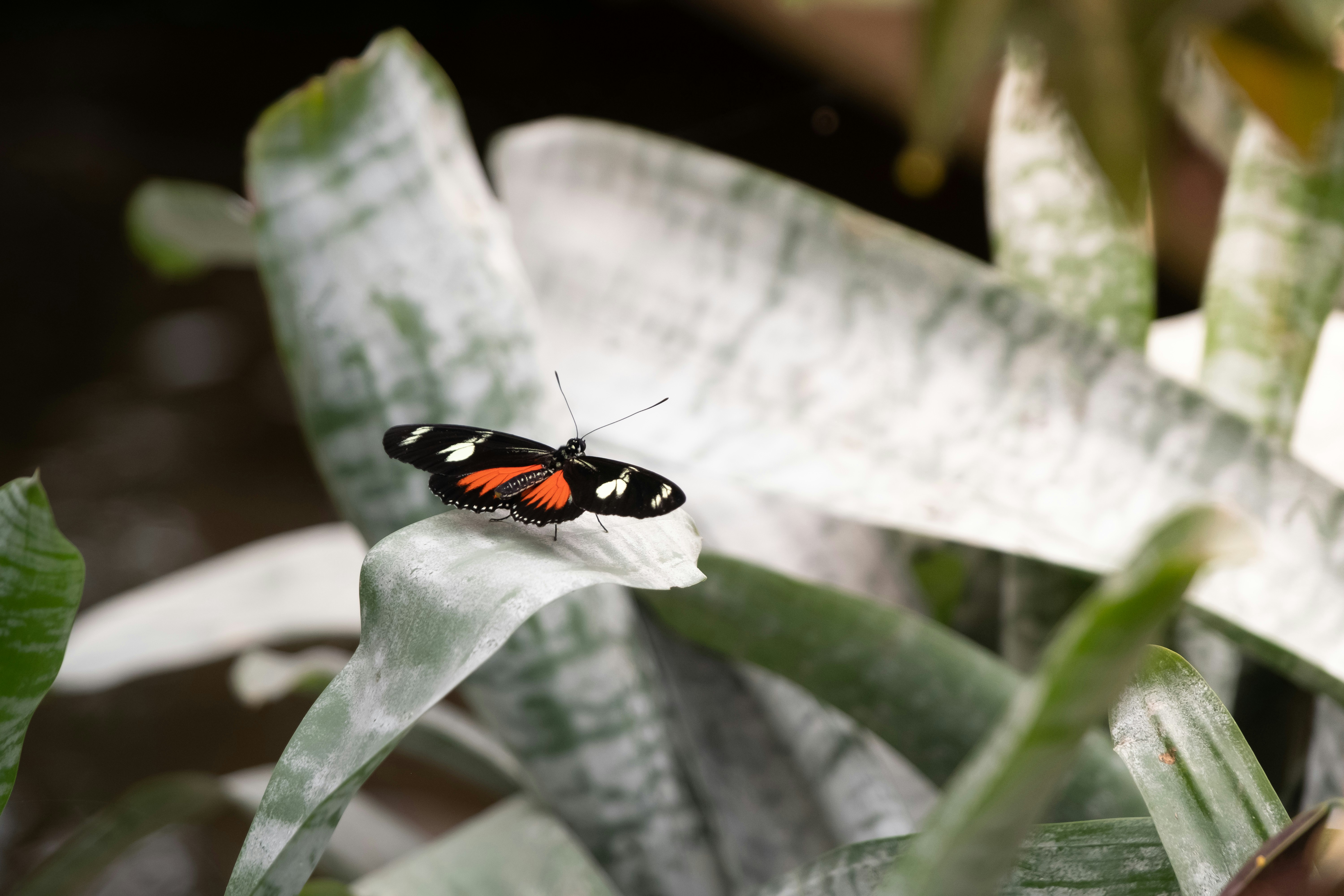 A vibrant butterfly with striking black and red wings perched on lush green foliage. The scene captures the tranquility of nature.