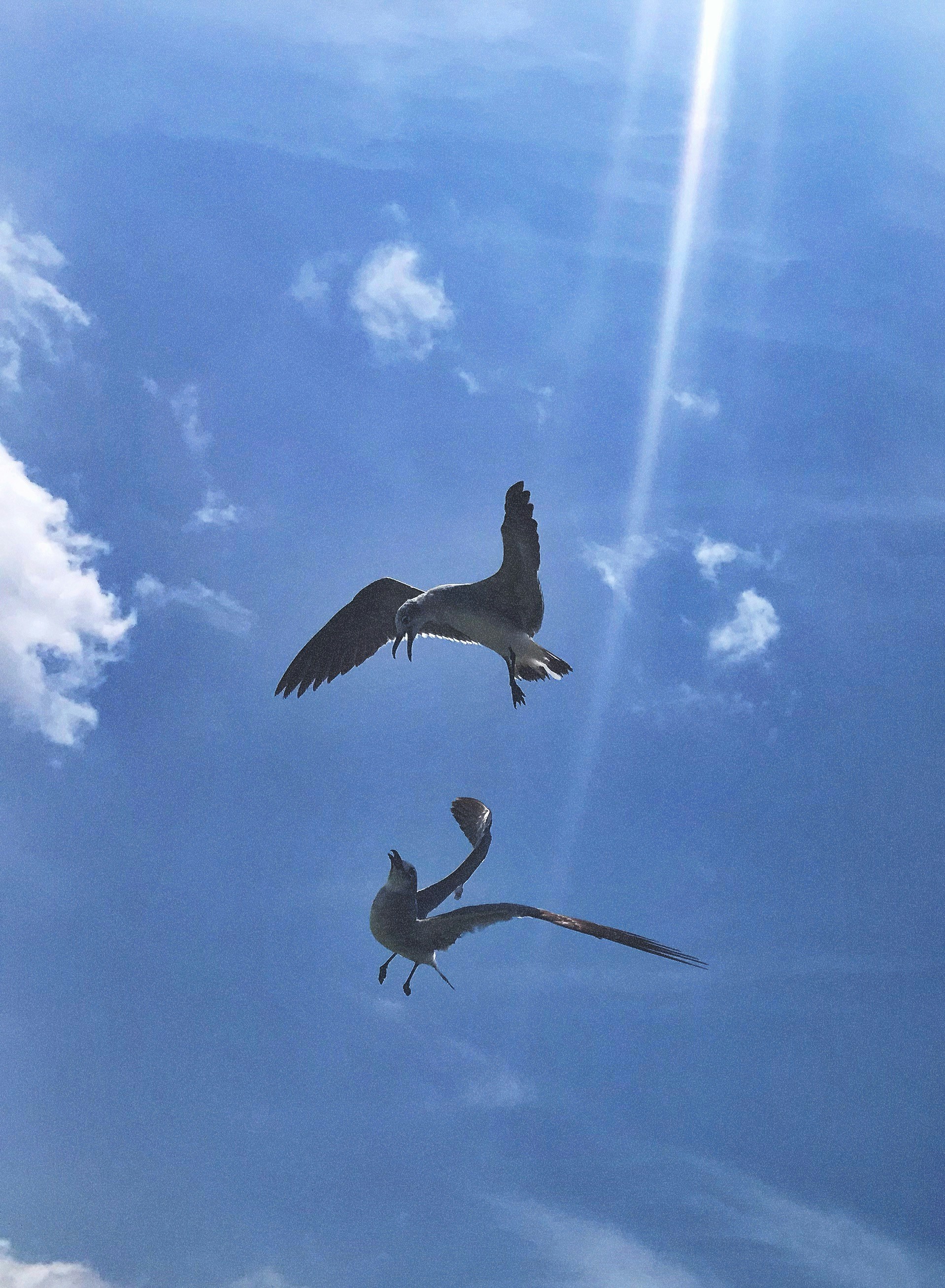 Two gray birds on flight photo – Free Animal Image on Unsplash