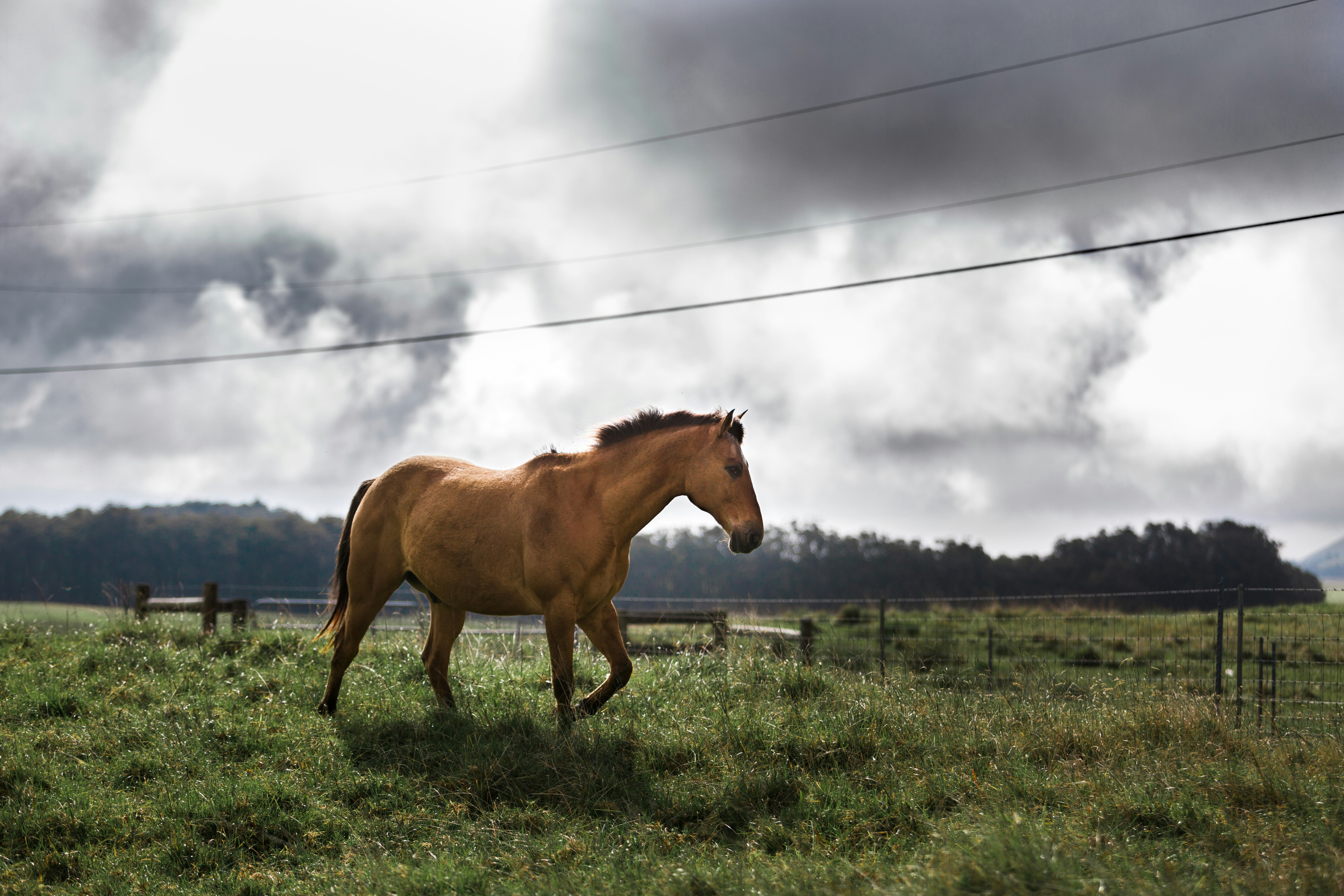 Horizon Walker: a lone horse strides across a wind-worn pasture under turbulent skies