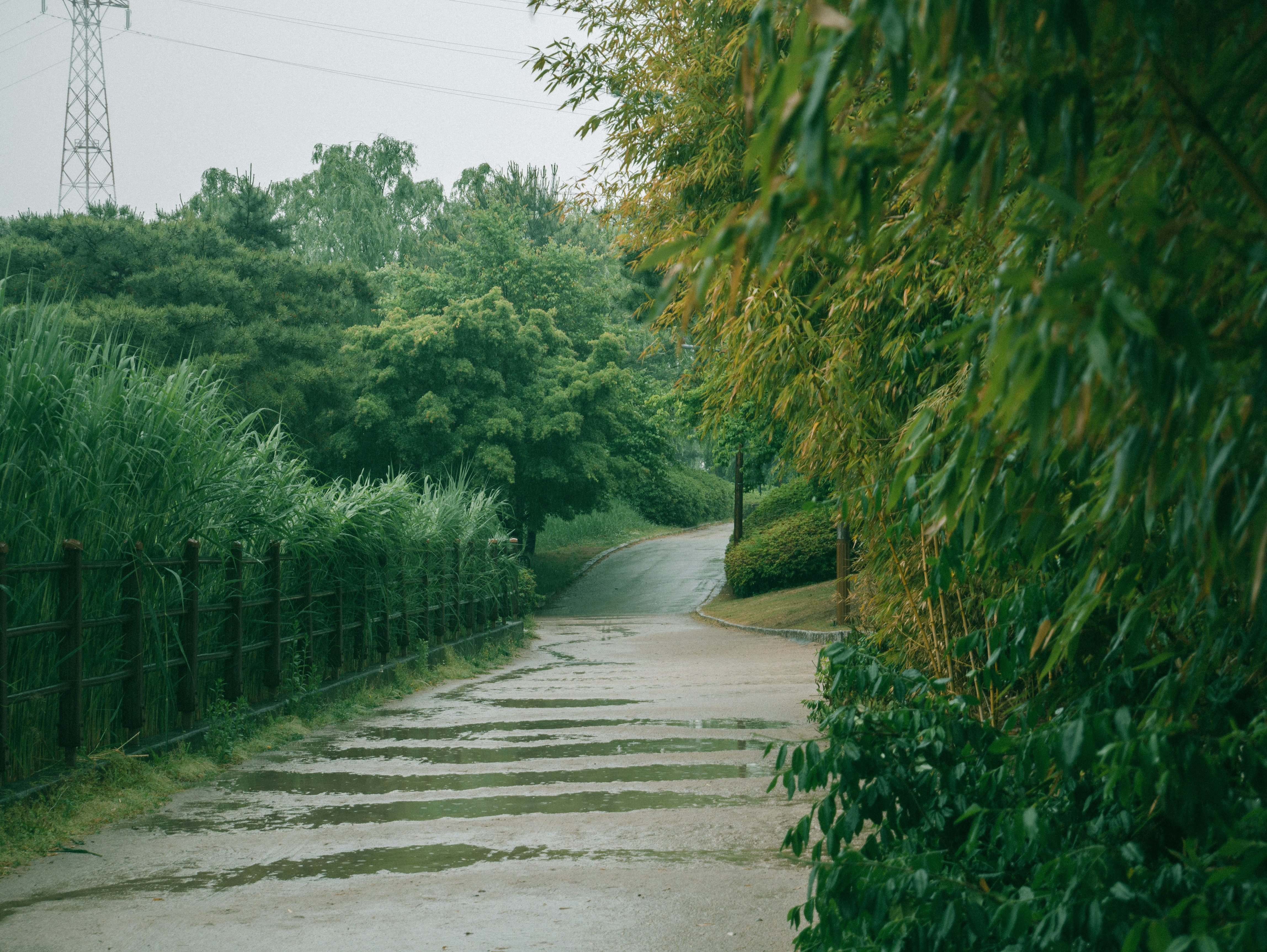 Empty pavement photo – Free Tree Image on Unsplash